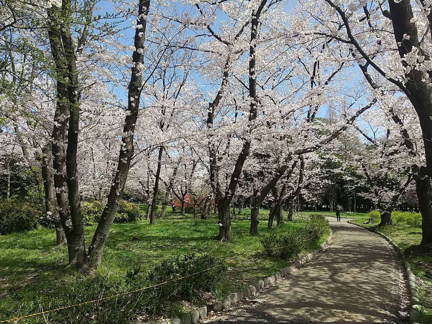 夜勤明けの花見ラン🌸 / hottyさんのランニングの活動データ | YAMAP / ヤマップ