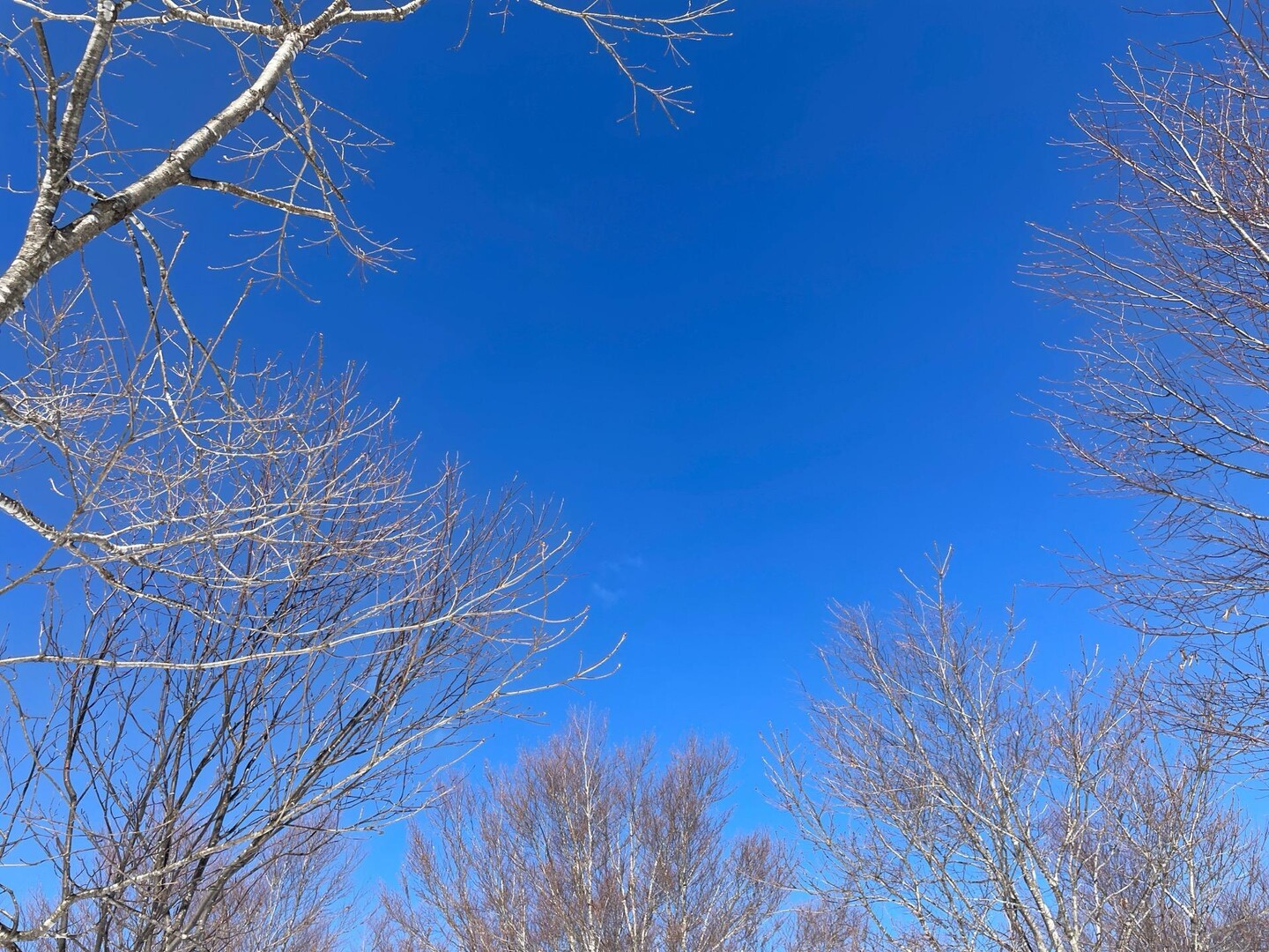 西山・平谷ノ頭（雪トレ） / JOG太郎さんの取立山の活動日記 | YAMAP / ヤマップ