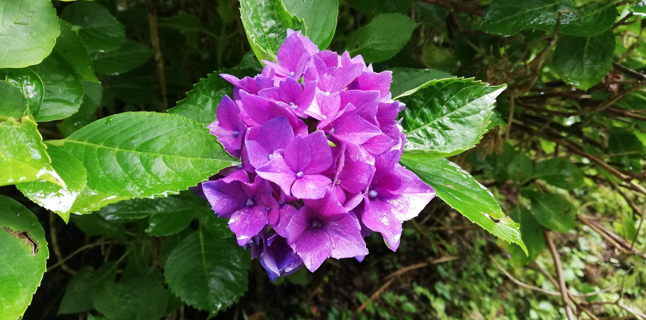 やまぐち萩往還33kmウォーク/萩往還梅林公園 / ましゃのさんの萩往還その1（萩市〜佐々並市）の活動データ | YAMAP / ヤマップ
