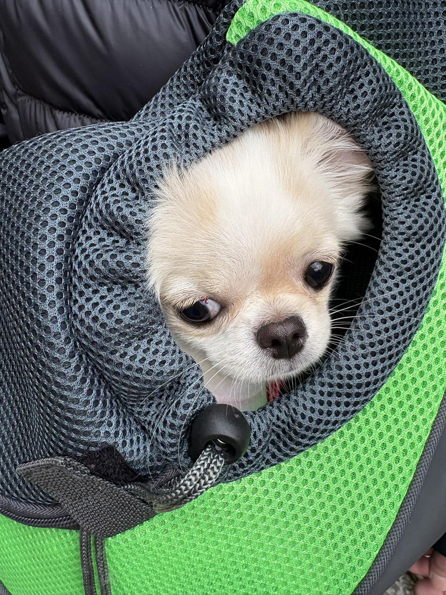 花冷え 天筒山 / miniさんの天筒山・中池見湿地の活動データ | YAMAP / ヤマップ