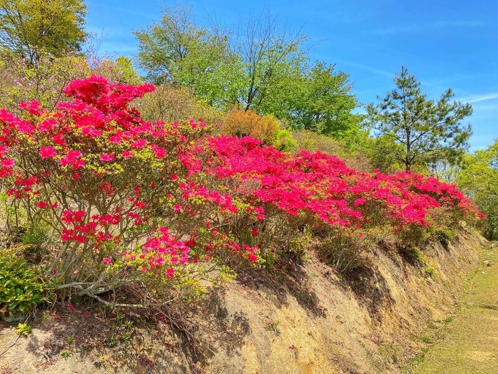 ウォーキング-2023-04-23下津井の楽しみ / tomyさんのウォーキングの活動データ | YAMAP / ヤマップ