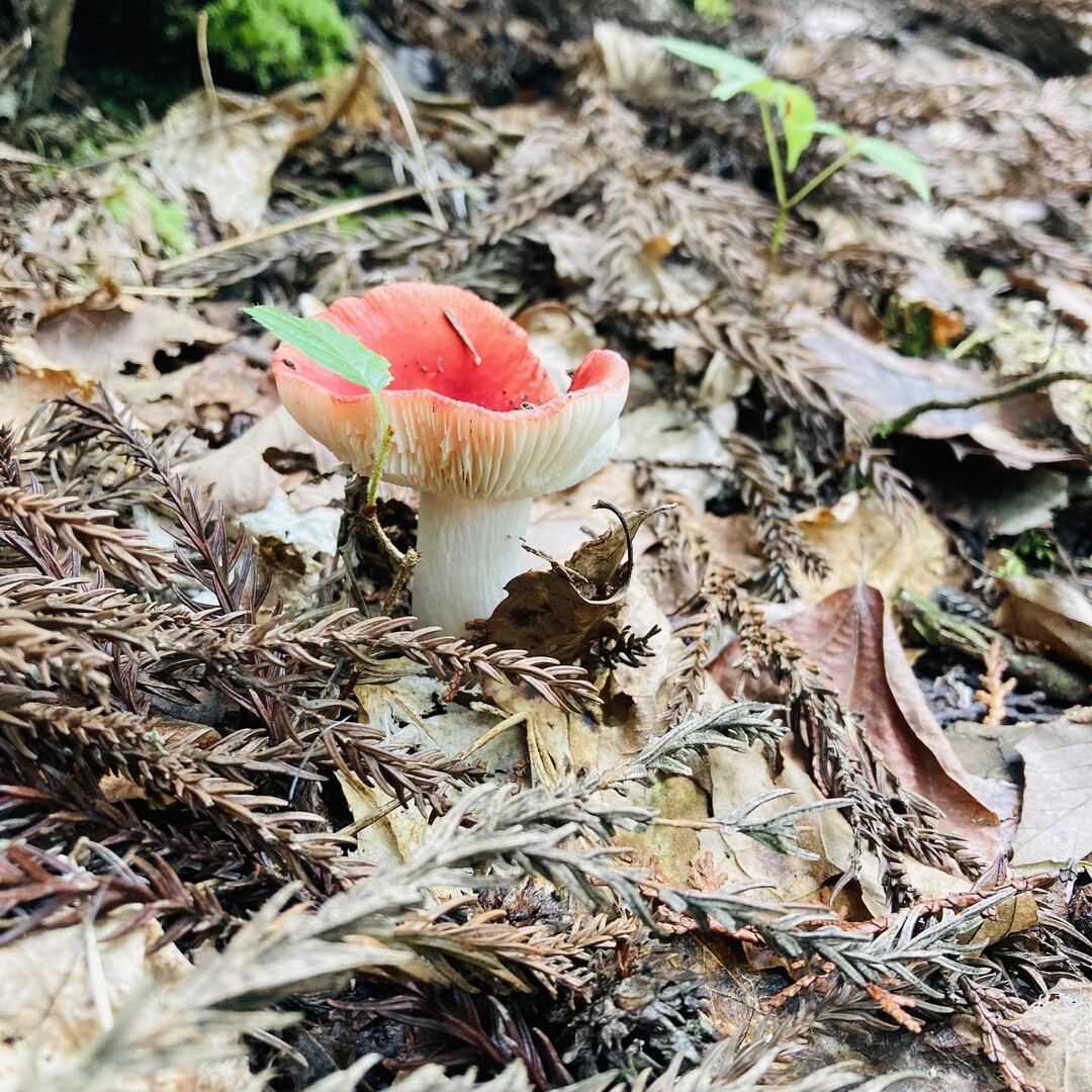 猿投山 / THOMASさんの猿投山・物見山の活動日記 | YAMAP / ヤマップ