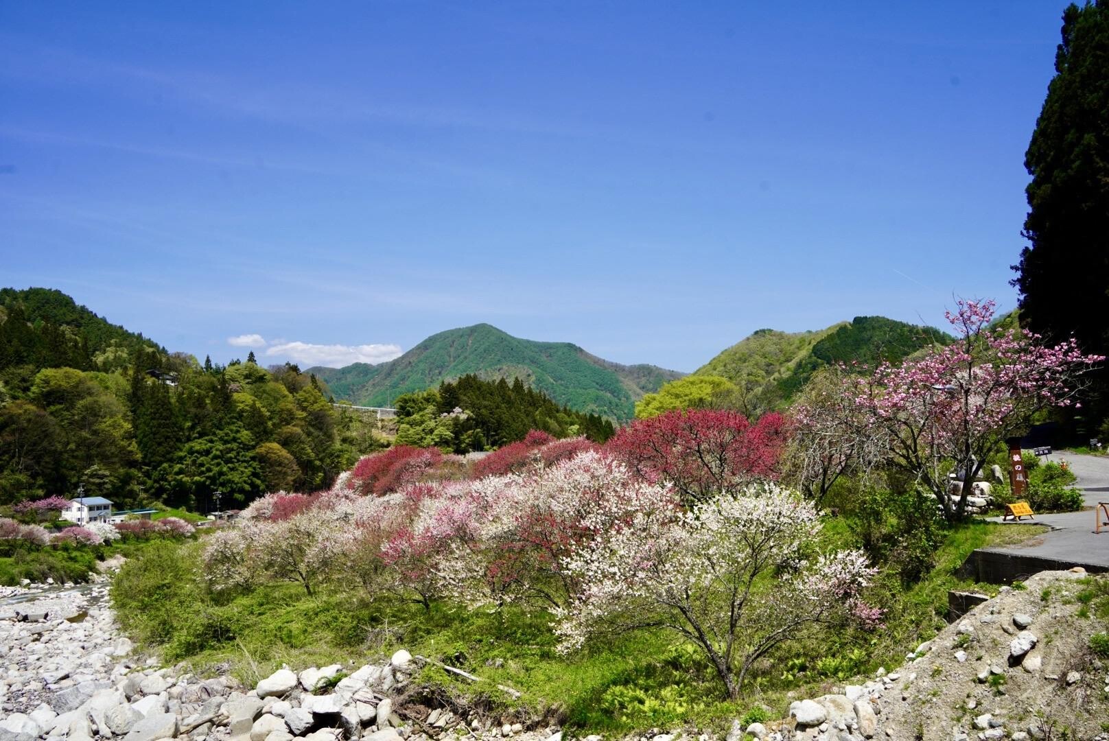 残念百名山の麓は桃源郷 / MASATOさんの恵那山・大判山・神坂山の活動データ | YAMAP / ヤマップ