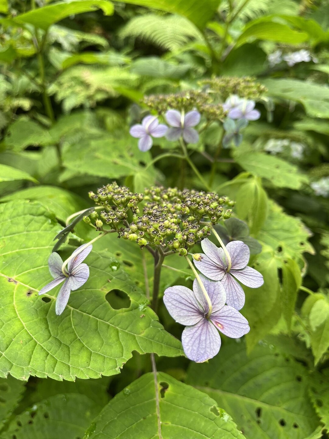 藻岩山 / kikiさんの藻岩山の活動データ | YAMAP / ヤマップ