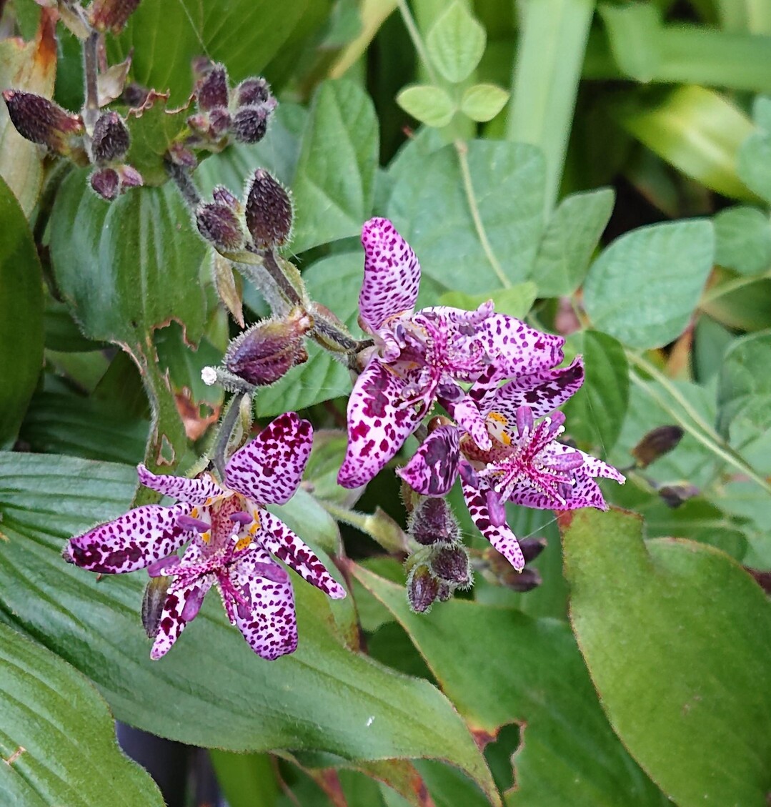 またまた朝活🌄満観峰 / erikoさんの焼津アルプス（高草山・満観峰・花沢山）・徳願寺山の活動データ | YAMAP / ヤマップ