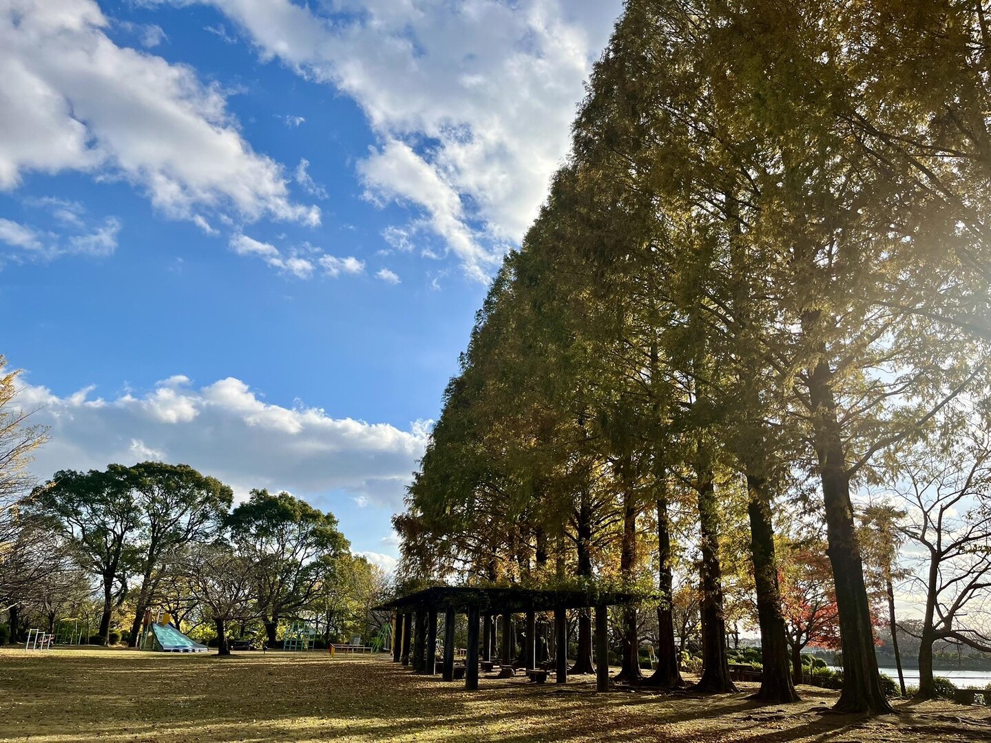 メタセコイア🌲鑑賞＋山ランラン.•♬【城山(花立山)】 / pu_kaoさんの目配山の活動データ | YAMAP / ヤマップ