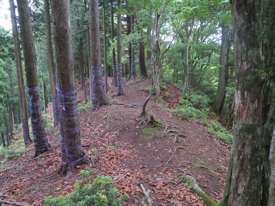 天狗堂-P924-サンヤリ 往復コースの地図・登山ルート・登山口情報 | YAMAP / ヤマップ