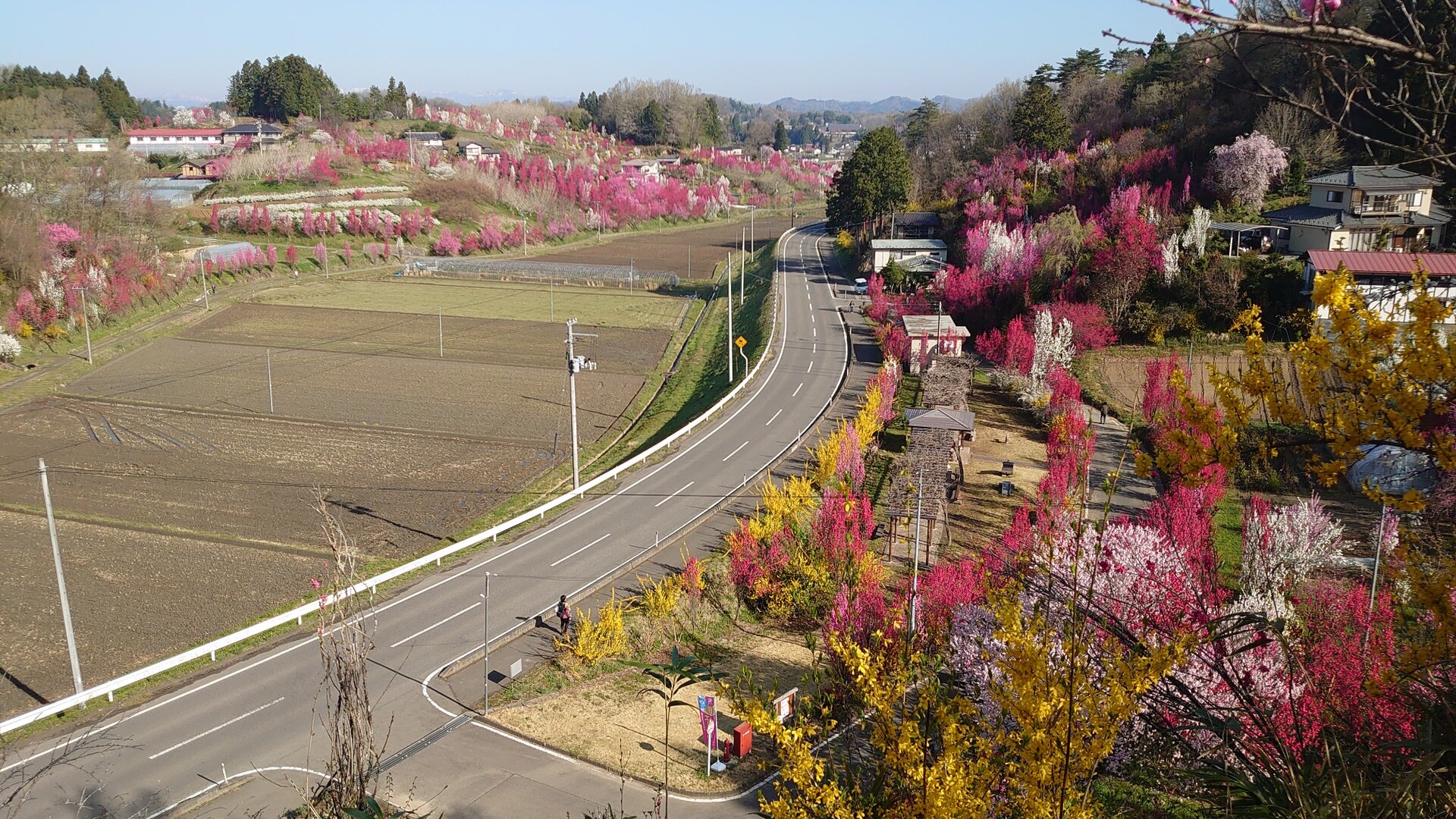 花やしき公園 合戦場のしだれ桜 花ももの... / ミエスクさんのモーメント | YAMAP / ヤマップ