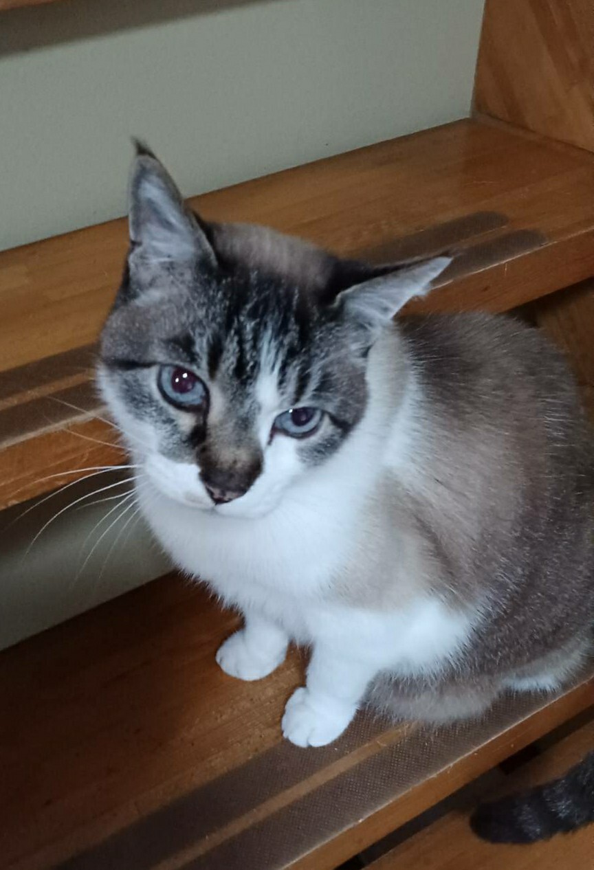 めっちゃ上目遣いでぶりっ子してる感じで写... / gongonさんのモーメント | YAMAP / ヤマップ