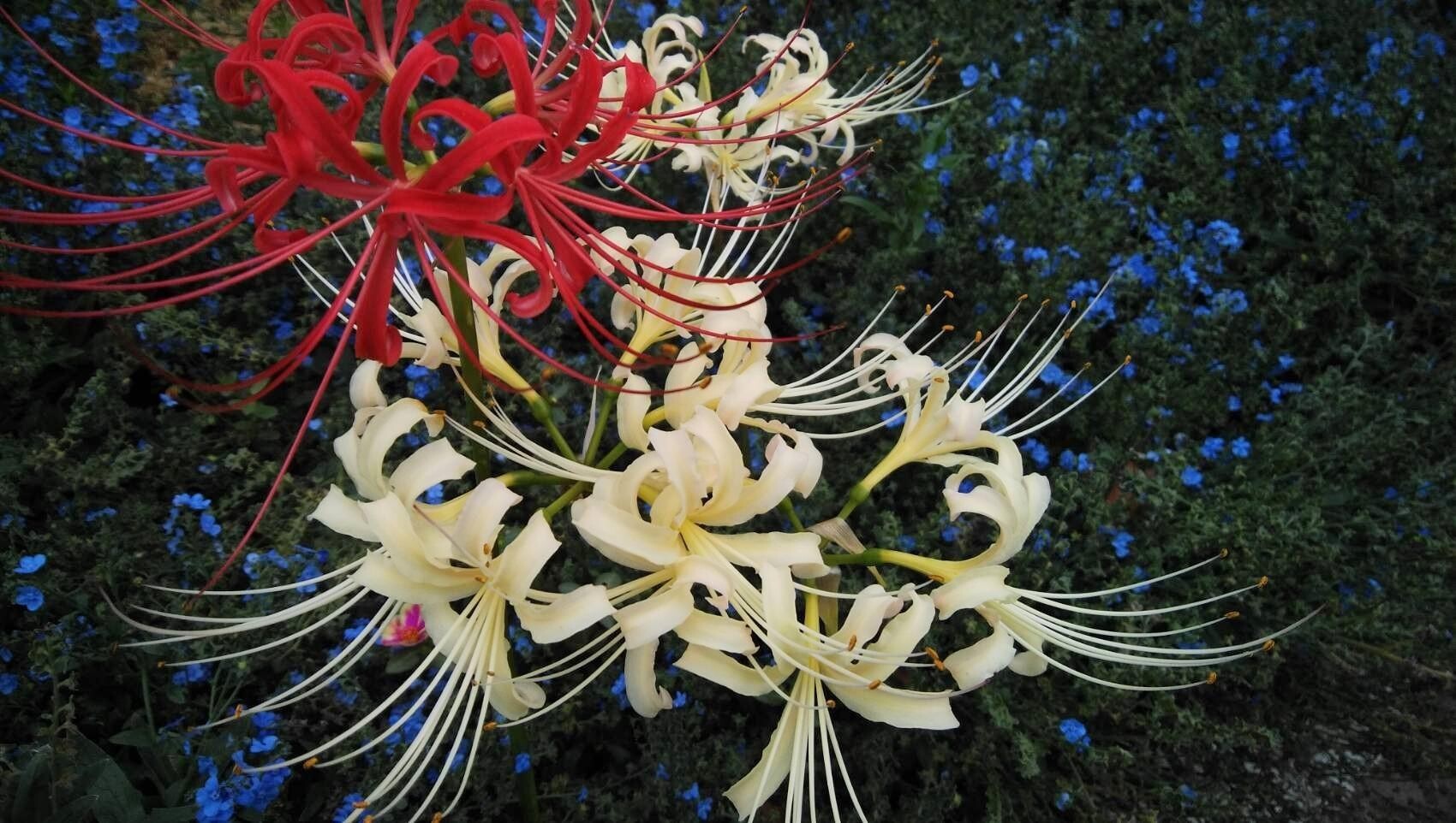 朝日山他🚶‍♂️🚶‍♀️ / tabaじいさんの朝日山の活動データ | YAMAP / ヤマップ