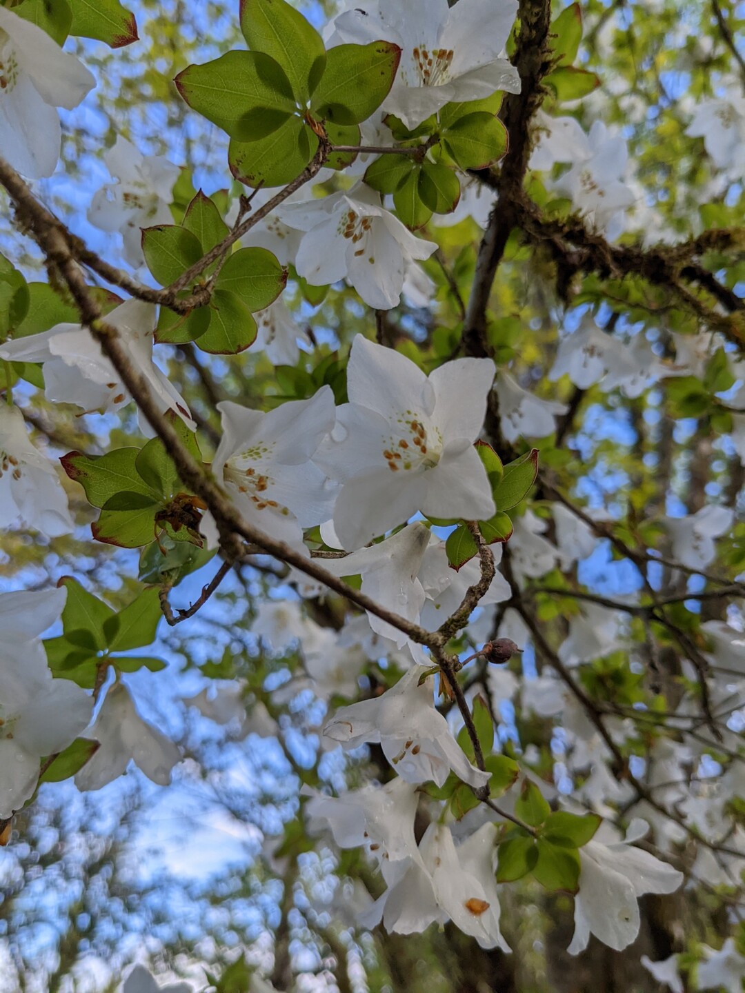 素敵な仲間達と楽しい一時😉岩岳・下十枚山・十枚山 / SYさんの十枚山の活動データ | YAMAP / ヤマップ