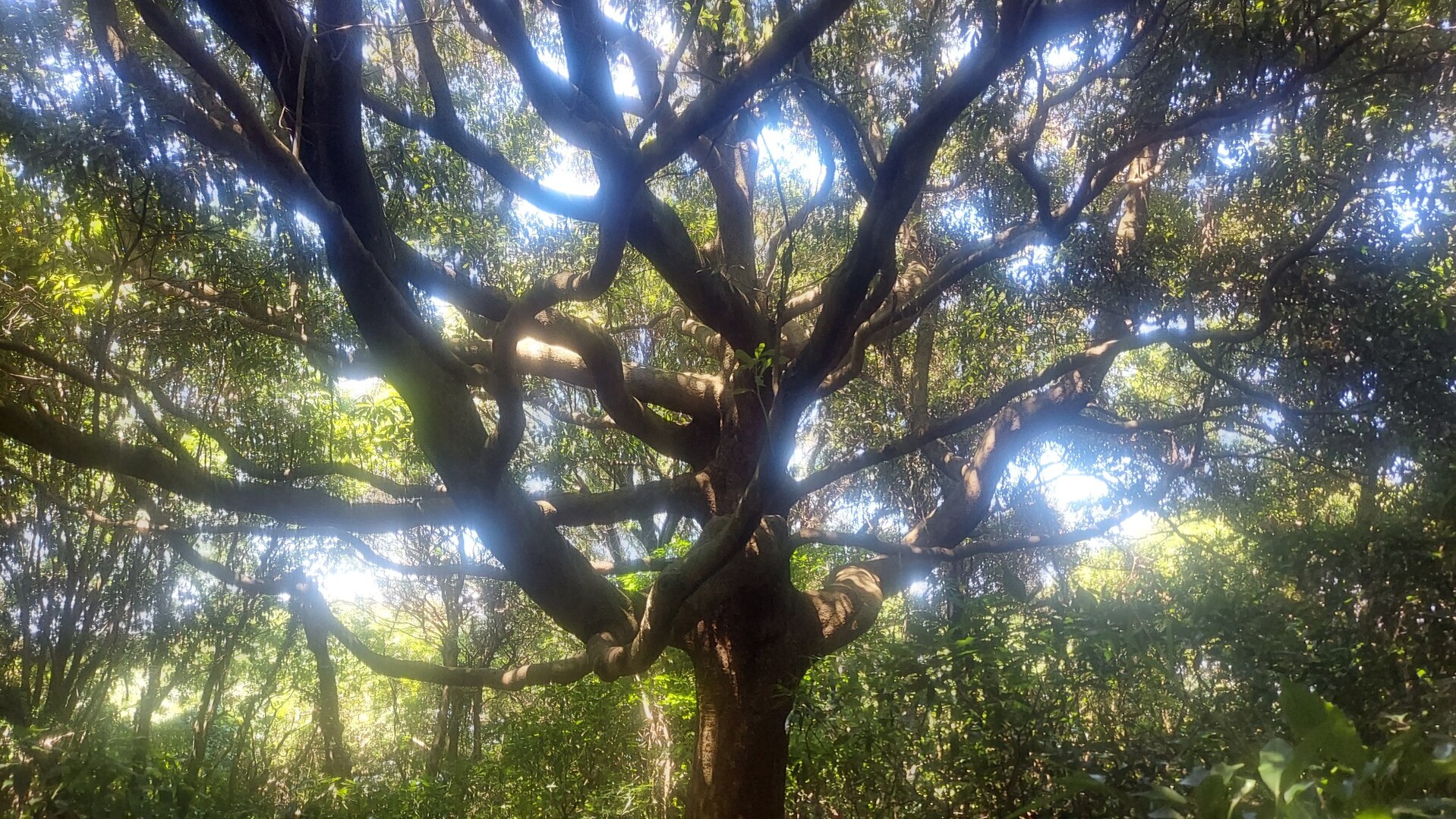 piropiroさんの投稿したフィールドメモ | YAMAP / ヤマップ