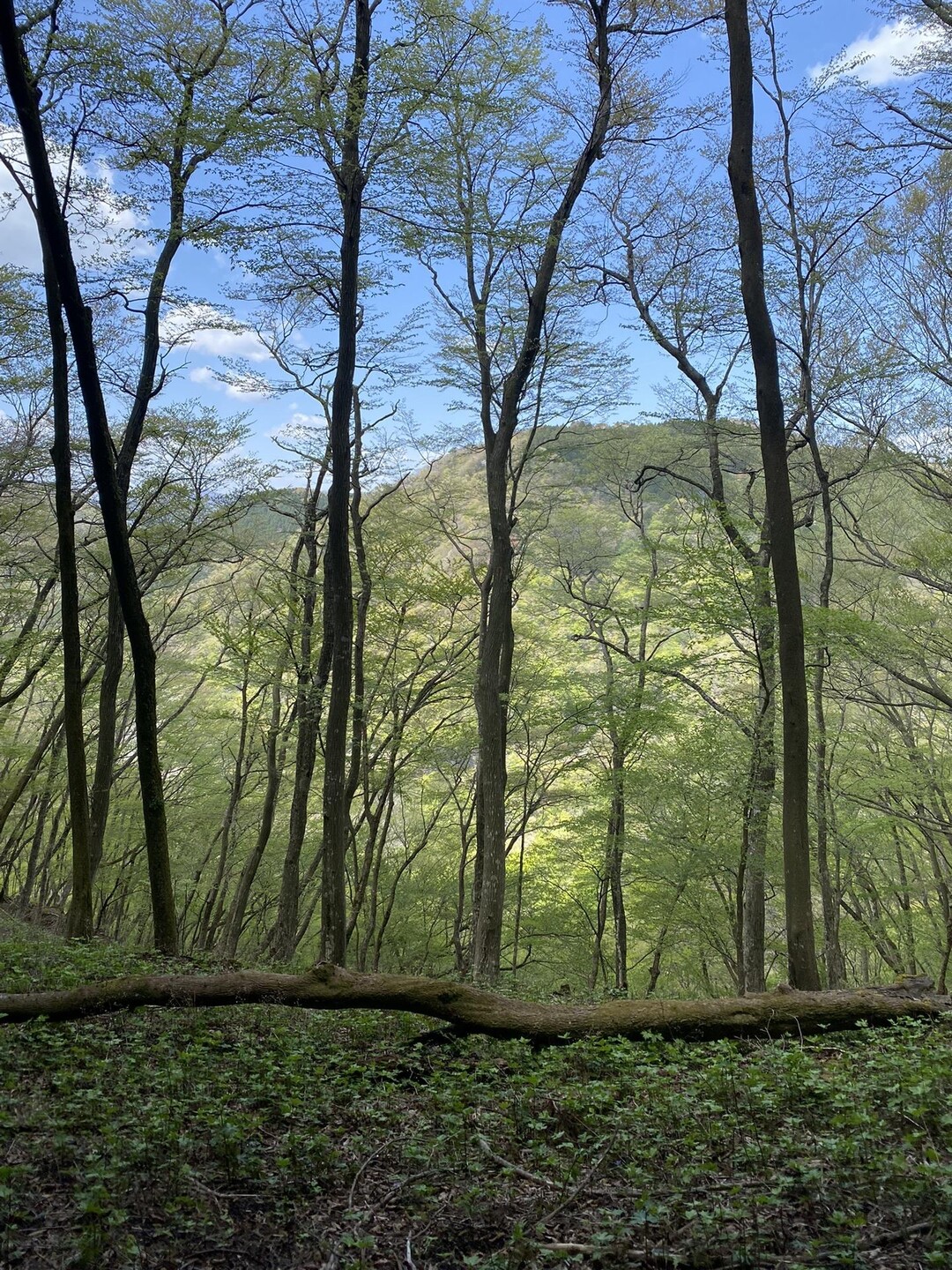 シダンゴ山・ダルマ沢ノ頭・桜丸・フトウ山・西ヶ尾 / chi-meroさんの高松山・大野山の活動データ | YAMAP / ヤマップ