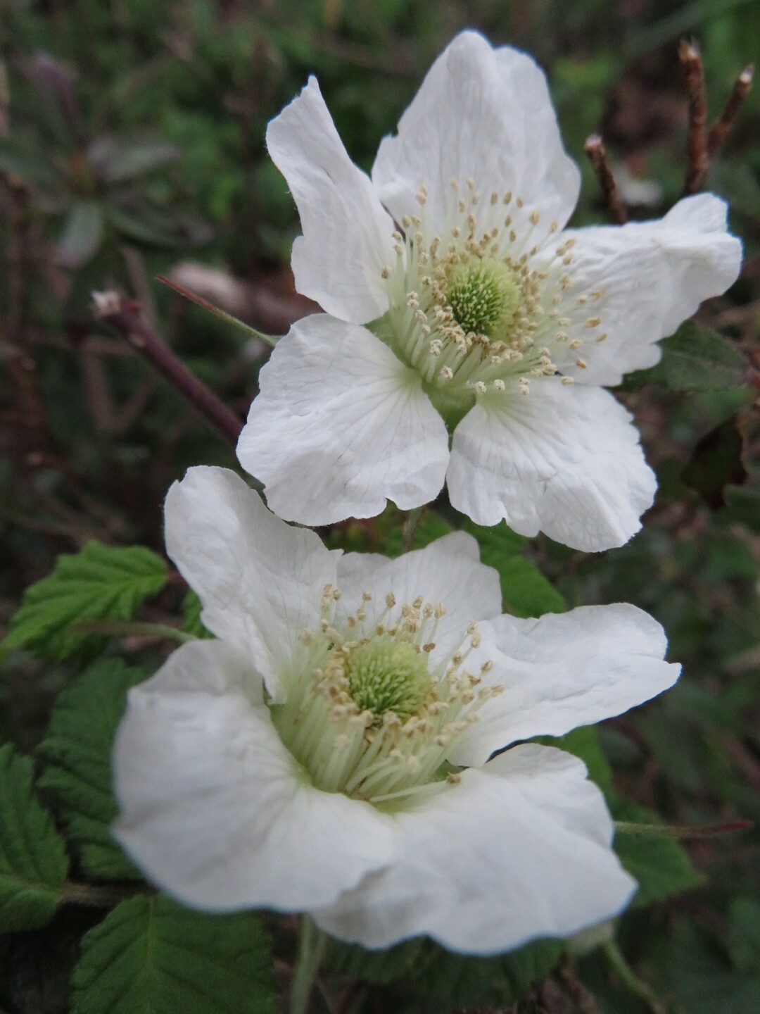 愛鷹広域公園にも散歩に行ってみました。 ... / MARCOさんのモーメント | YAMAP / ヤマップ