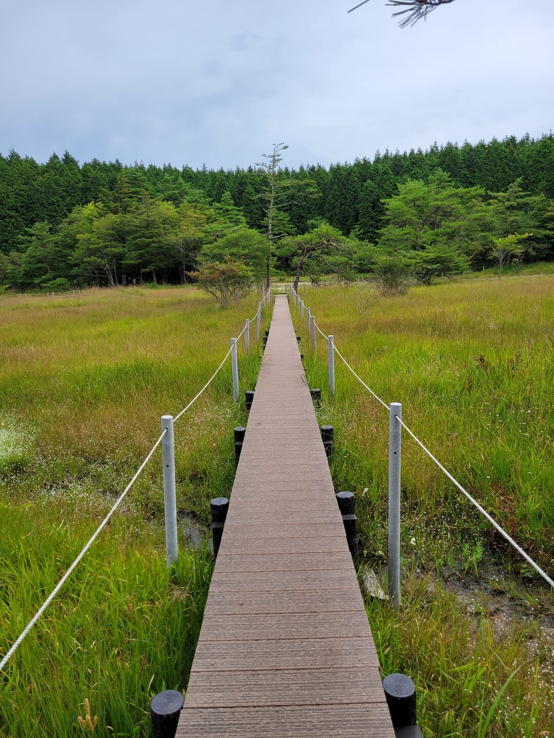馬の背山・八百山・屏風山・北屏風山 / yellさんの屏風山の活動データ | YAMAP / ヤマップ