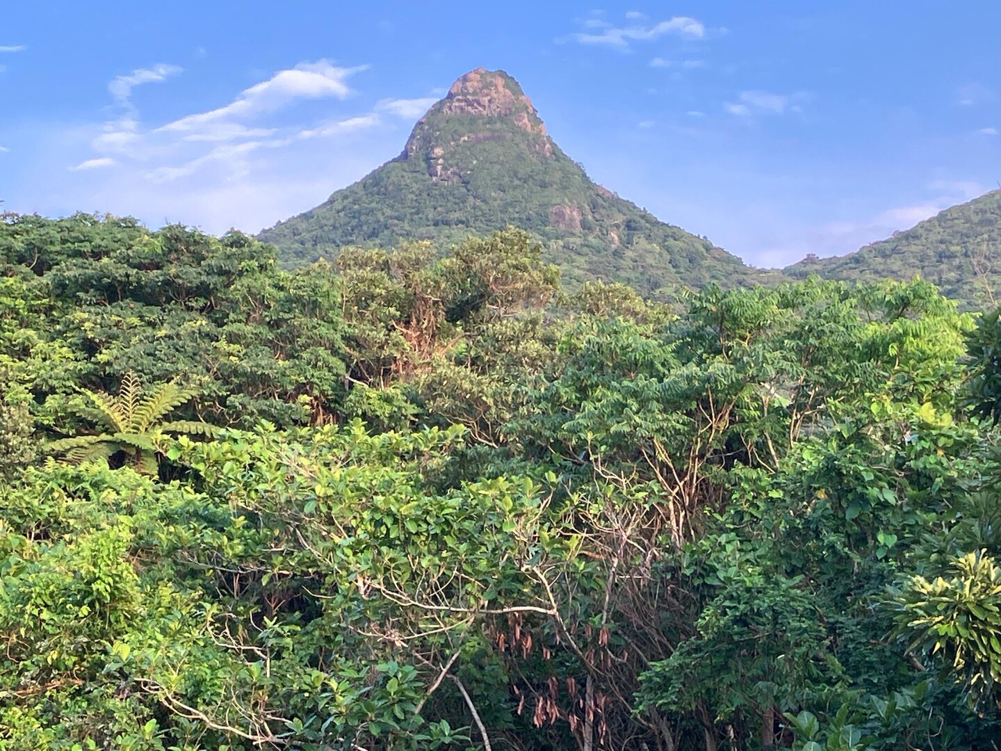 野底マーペー / kobutaさんの石垣島 北部の活動データ | YAMAP / ヤマップ