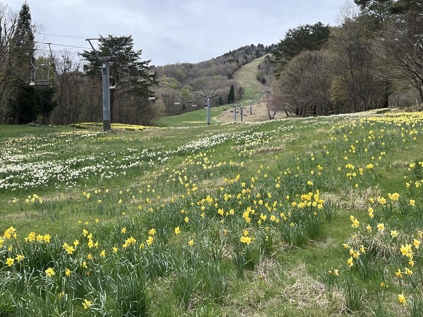 広島&島根最高峰 恐羅漢山 / Mt.masuさんの恐羅漢山の活動データ | YAMAP / ヤマップ