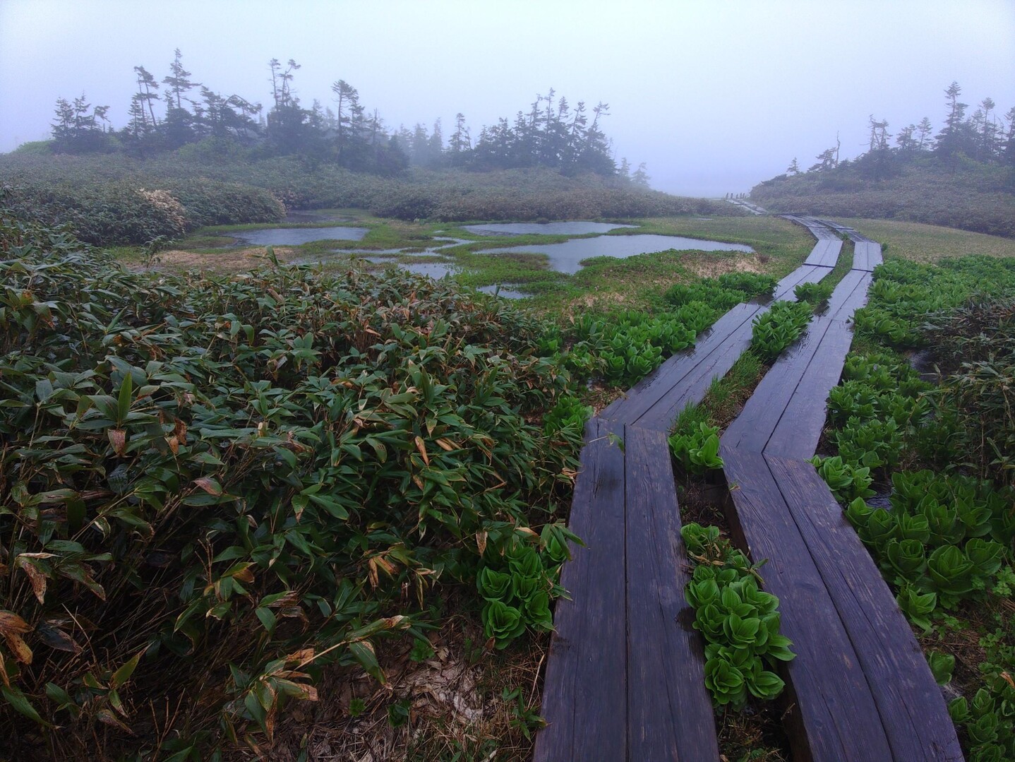 八幡平 / ゆう98さんの岩手山・八幡平・安比高原 50km トレイルの活動データ | YAMAP / ヤマップ