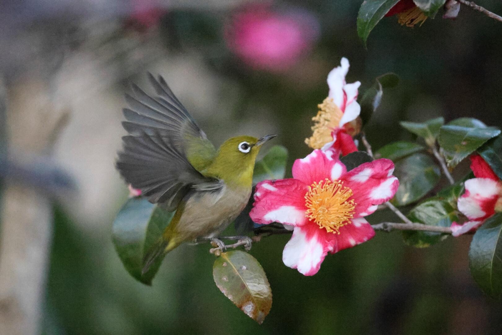 庭の訪問者 / miippさんのその他の活動データ | YAMAP / ヤマップ