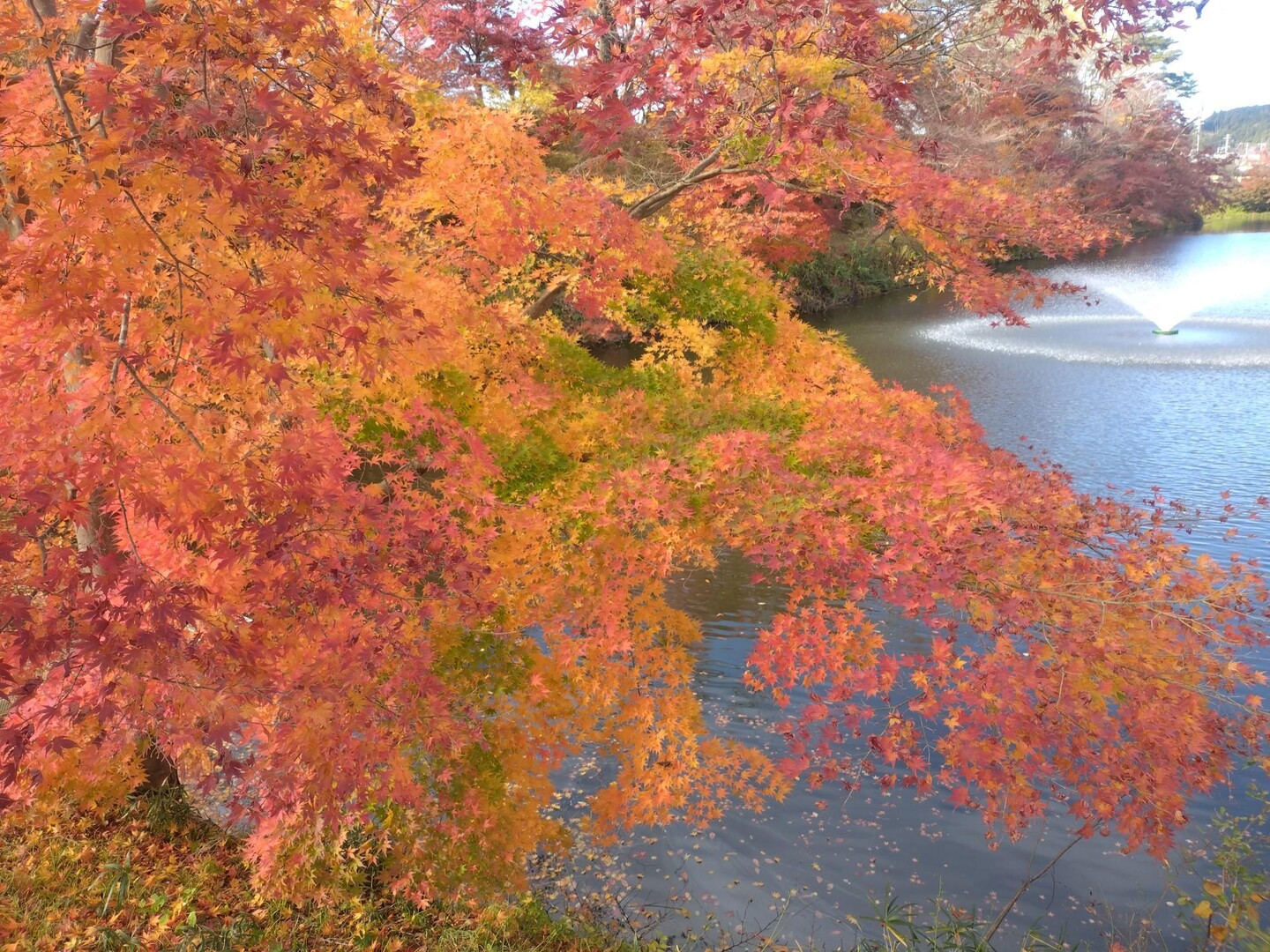 棚倉探訪part-2 亀ヶ城址(棚倉城跡)-2024-11-21 / yama to soraさんのウォーキングの活動データ | YAMAP / ヤマップ