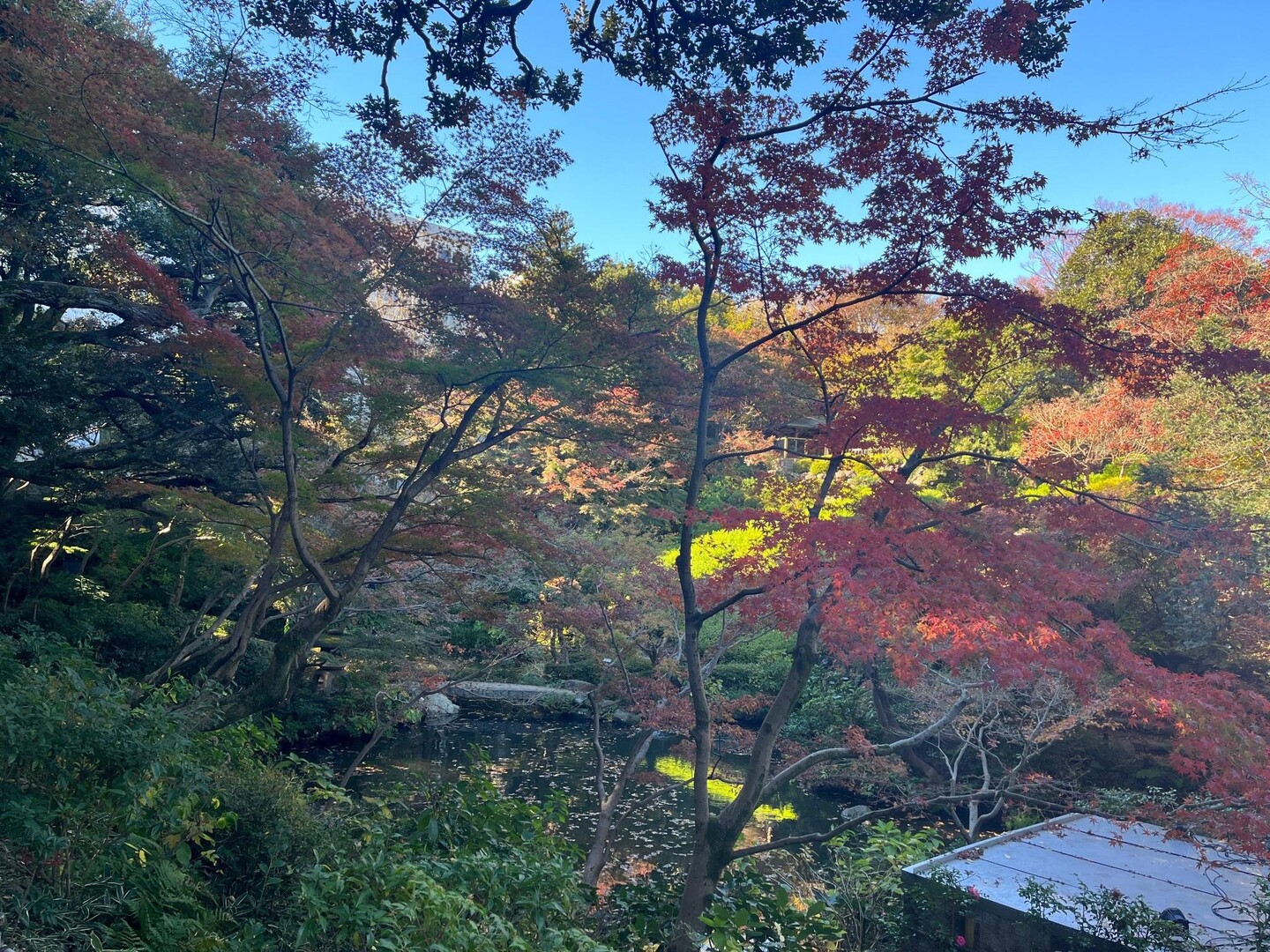 Tokyo Tree Trek (Section 1) / ゆーすけさんのTokyo Tree Trek (Section 1)の活動データ ...