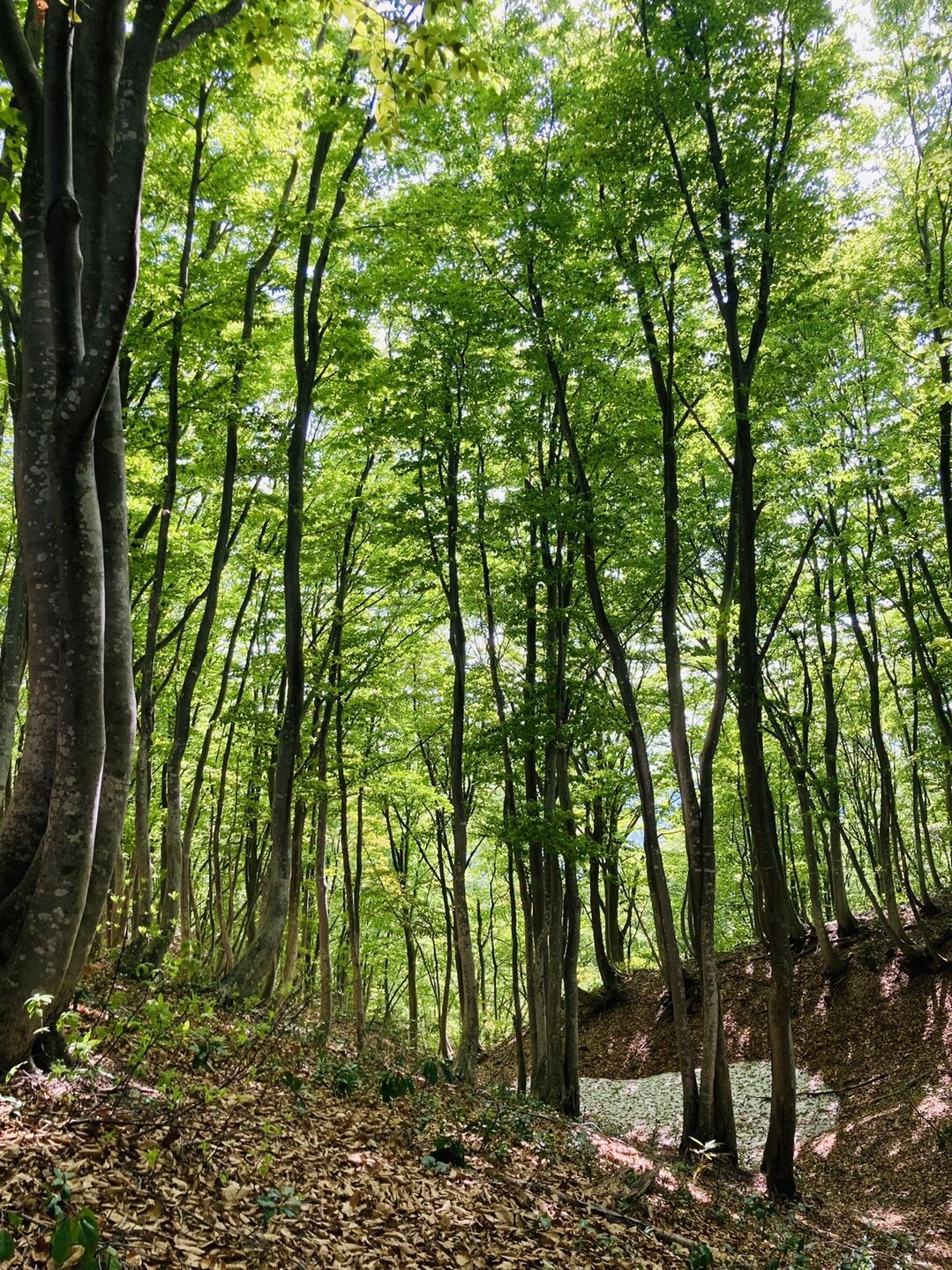 東山ふれあい公園から萱峠 その2 / Do!aquaさんの鋸山・三ノ峠山・八方台の活動データ | YAMAP / ヤマップ