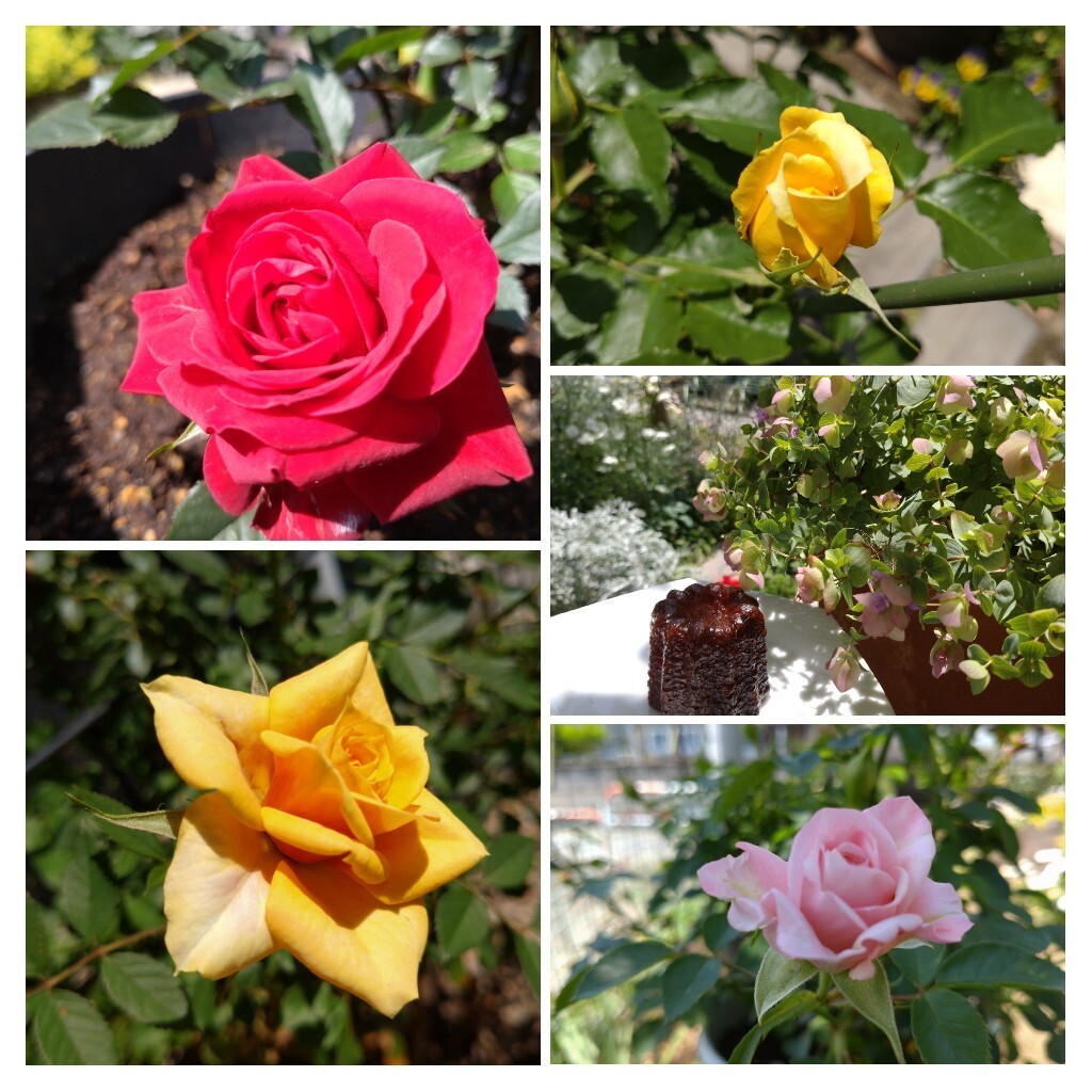 やっと咲きはじめた庭の🌹 友情出演 ... / じんた🍀さんのモーメント | YAMAP / ヤマップ