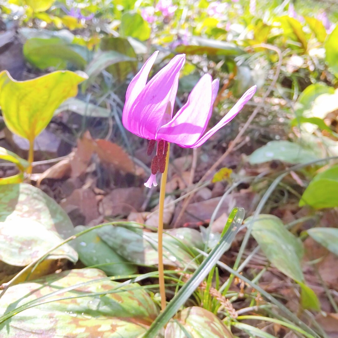 佐野駅から三毳山 / ryoko.134さんの三毳山の活動データ | YAMAP / ヤマップ