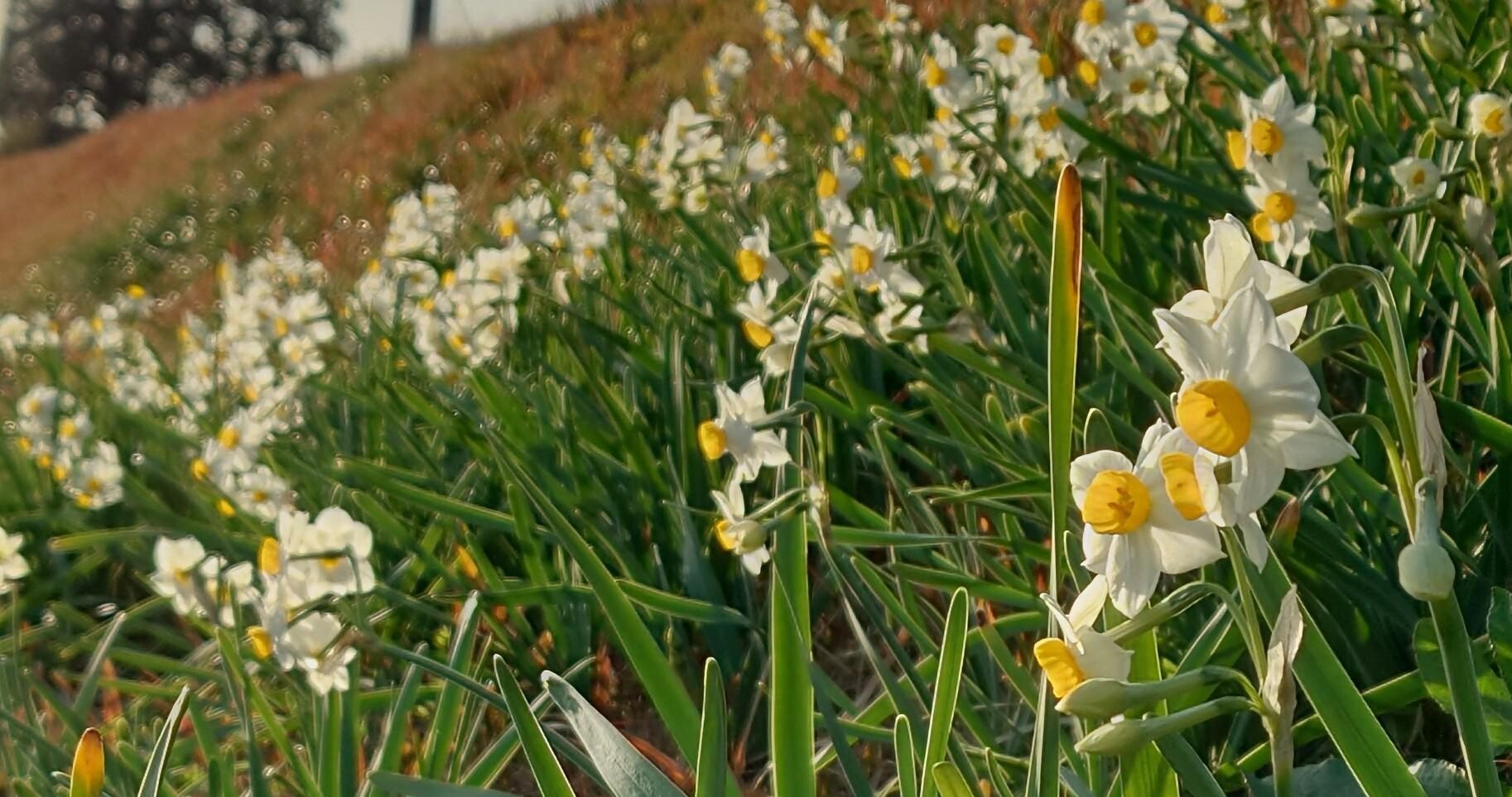 山に行けなかったので近所をお散歩。 / なおさんのモーメント | YAMAP / ヤマップ