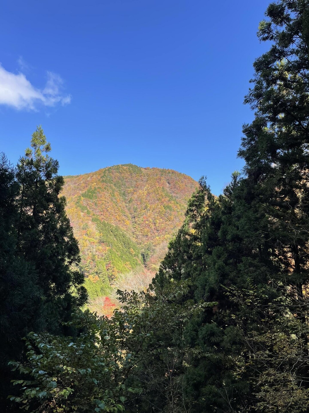 台高縦走路高見峠〜池木屋山ピストン / RIKU🐕‍🦺 &Jun さんの高見山・黒石山・天狗山の活動日記 | YAMAP / ヤマップ