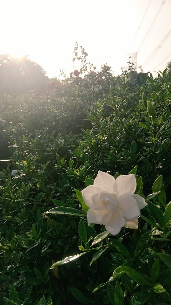 朝ラン 近くのバラ園はバラが咲き乱れ、ク... / mtkumiさんのモーメント | YAMAP / ヤマップ