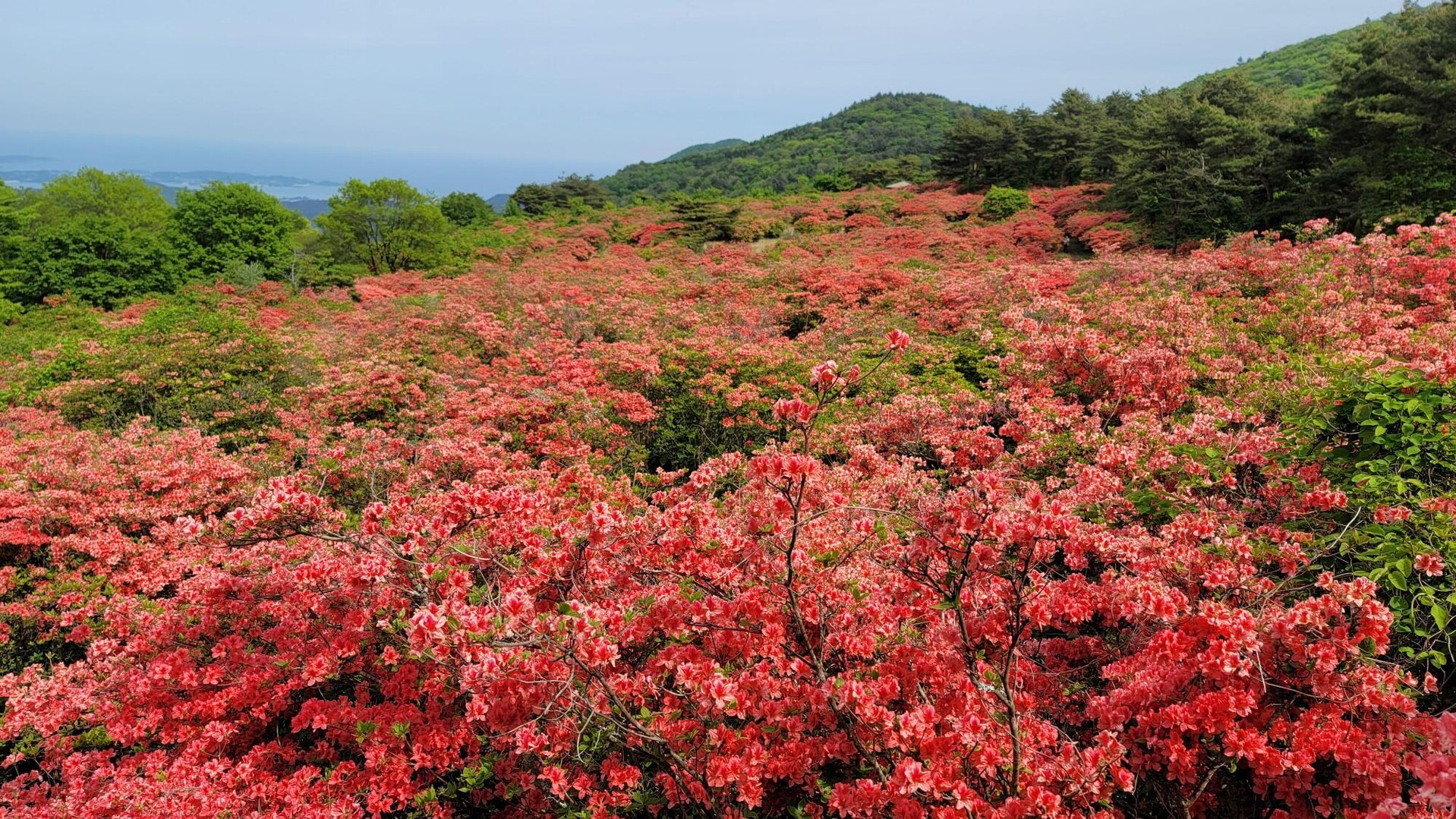 5.15 徳仙丈山 / koke🌿さんの徳仙丈山の活動データ | YAMAP / ヤマップ