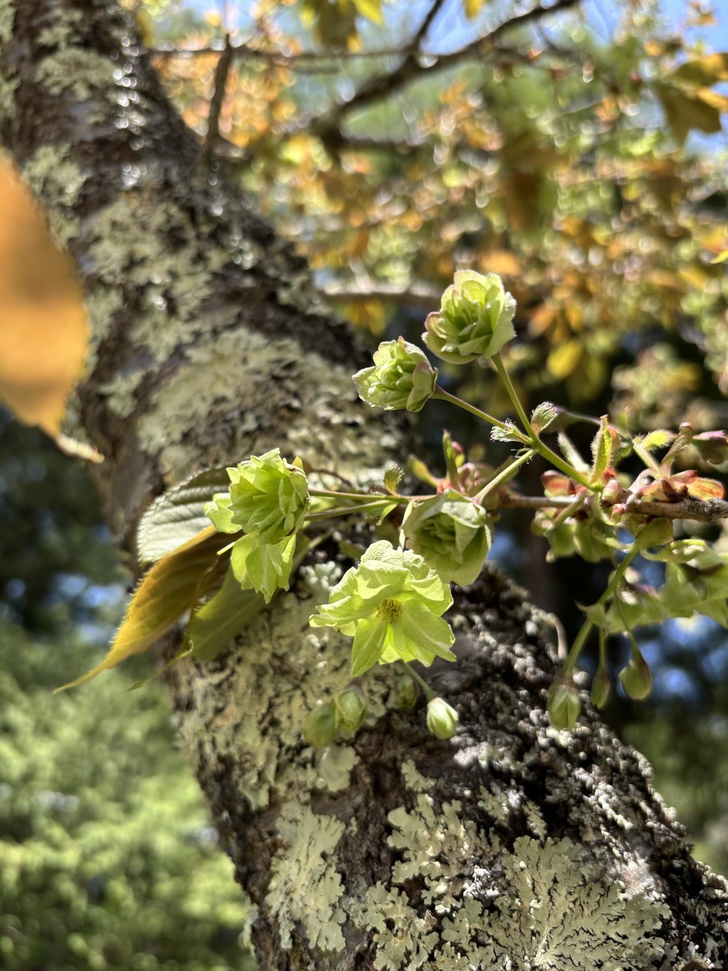 珍しい緑の桜を見に来ました。御衣黄という... / のんさんのモーメント | YAMAP / ヤマップ