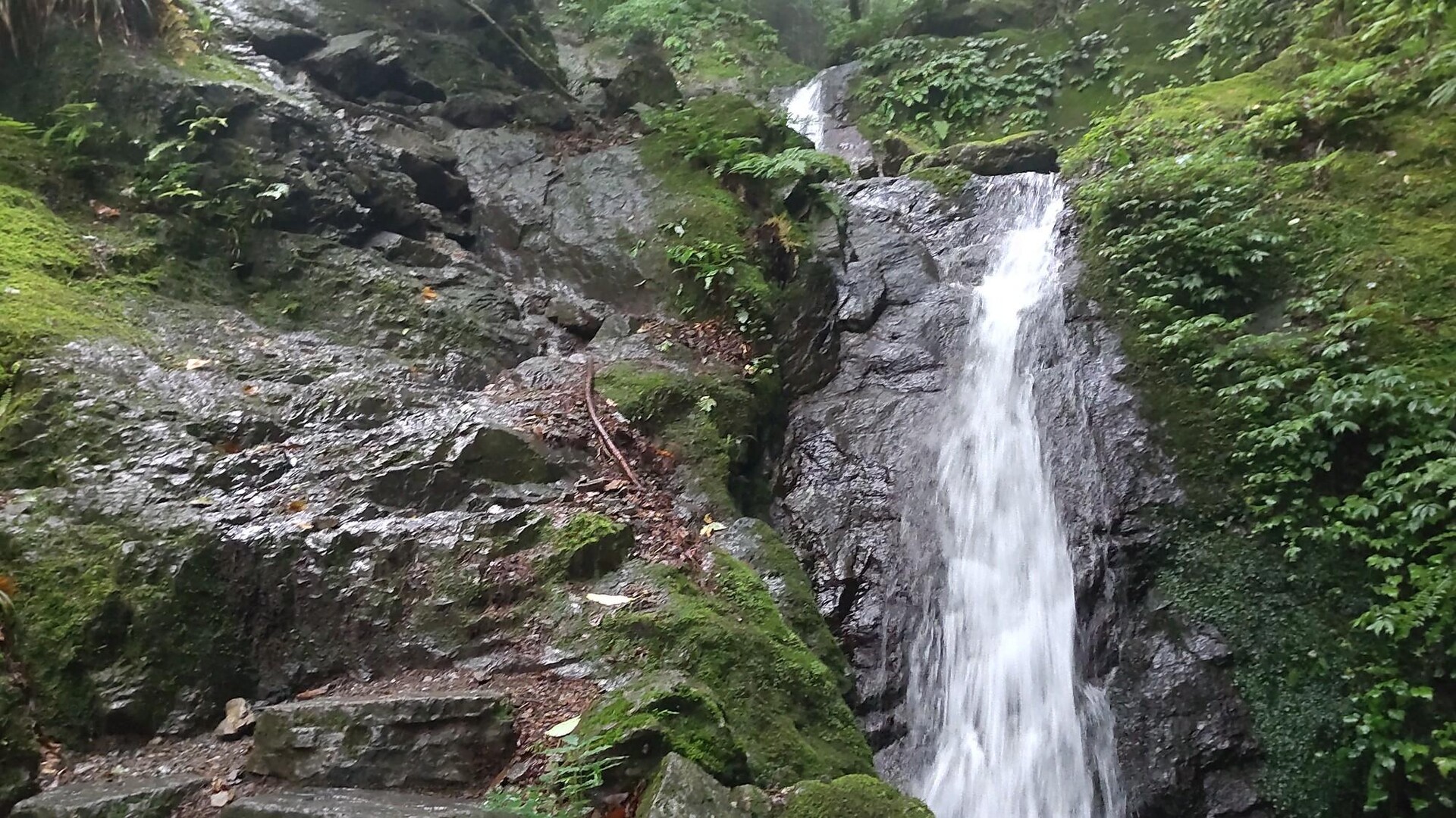 白谷沢〜権次入峠〜成木尾根〜小沢峠 / 441Mさんの高水山・岩茸石山・惣岳山の活動データ | YAMAP / ヤマップ