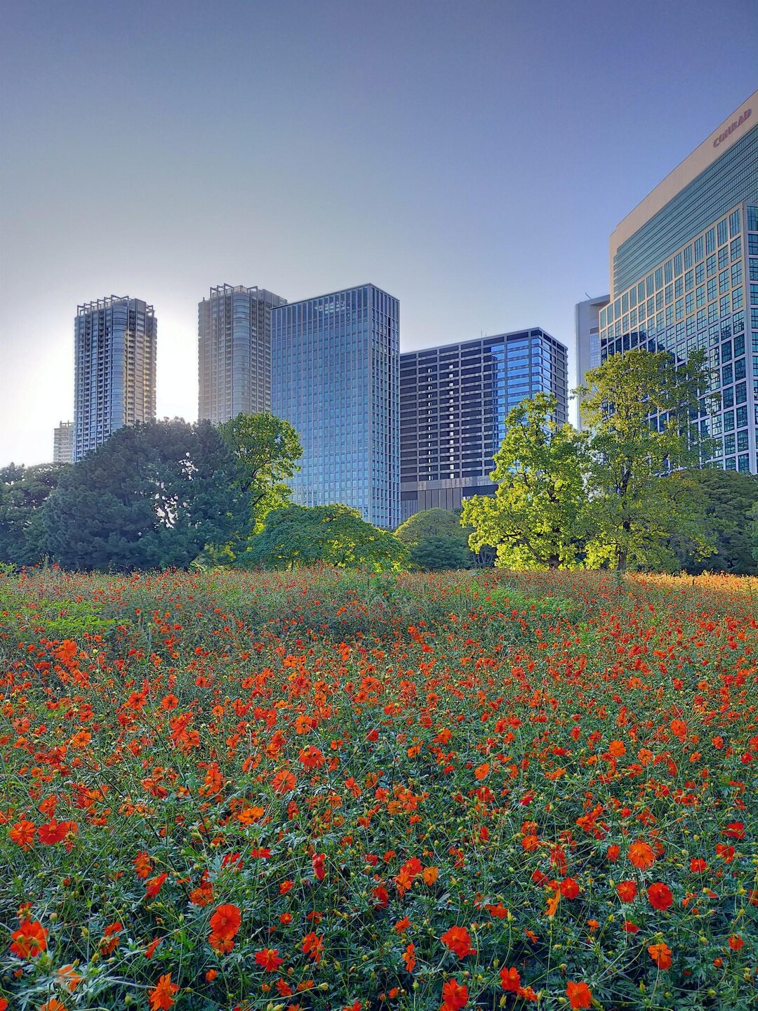 ついでに都内のグレーピーク縦走しとこ🏃 / o'rockさんの東京都23区 中央エリアの活動データ | YAMAP / ヤマップ
