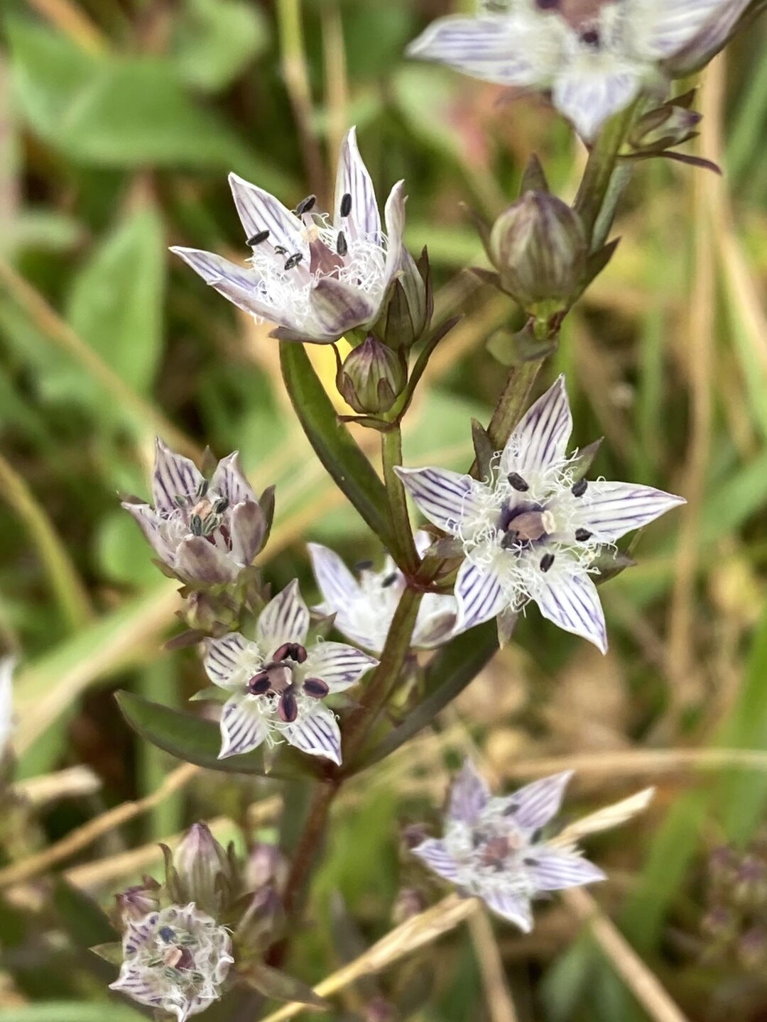 奥大山 初めての秋登山 / tairaさんの烏ヶ山・象山（笹ヶ峰）の活動データ | YAMAP / ヤマップ