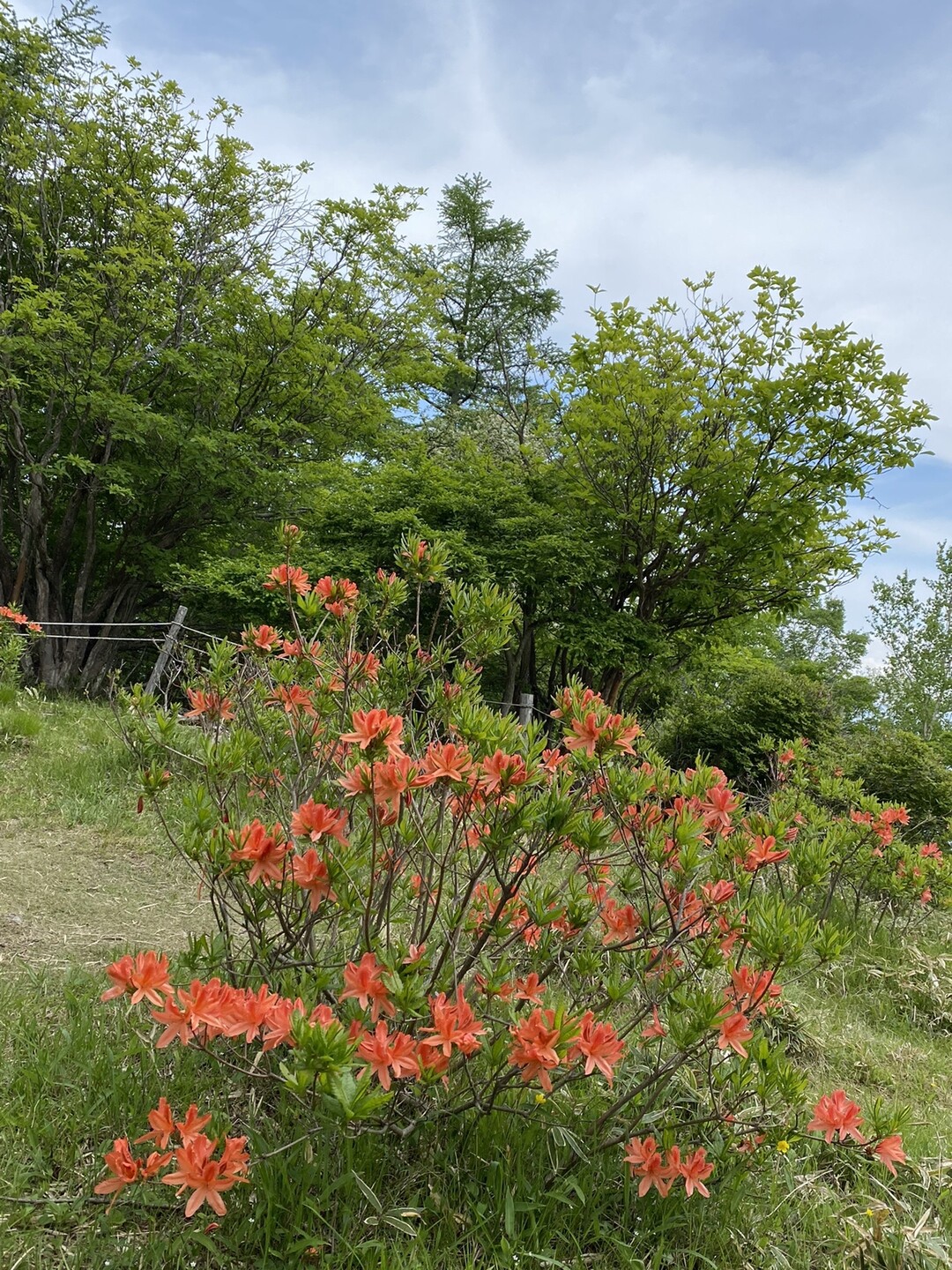 甘利山・奥甘利山 / UKIさんの鳳凰山・地蔵岳・観音岳・薬師岳の活動データ | YAMAP / ヤマップ