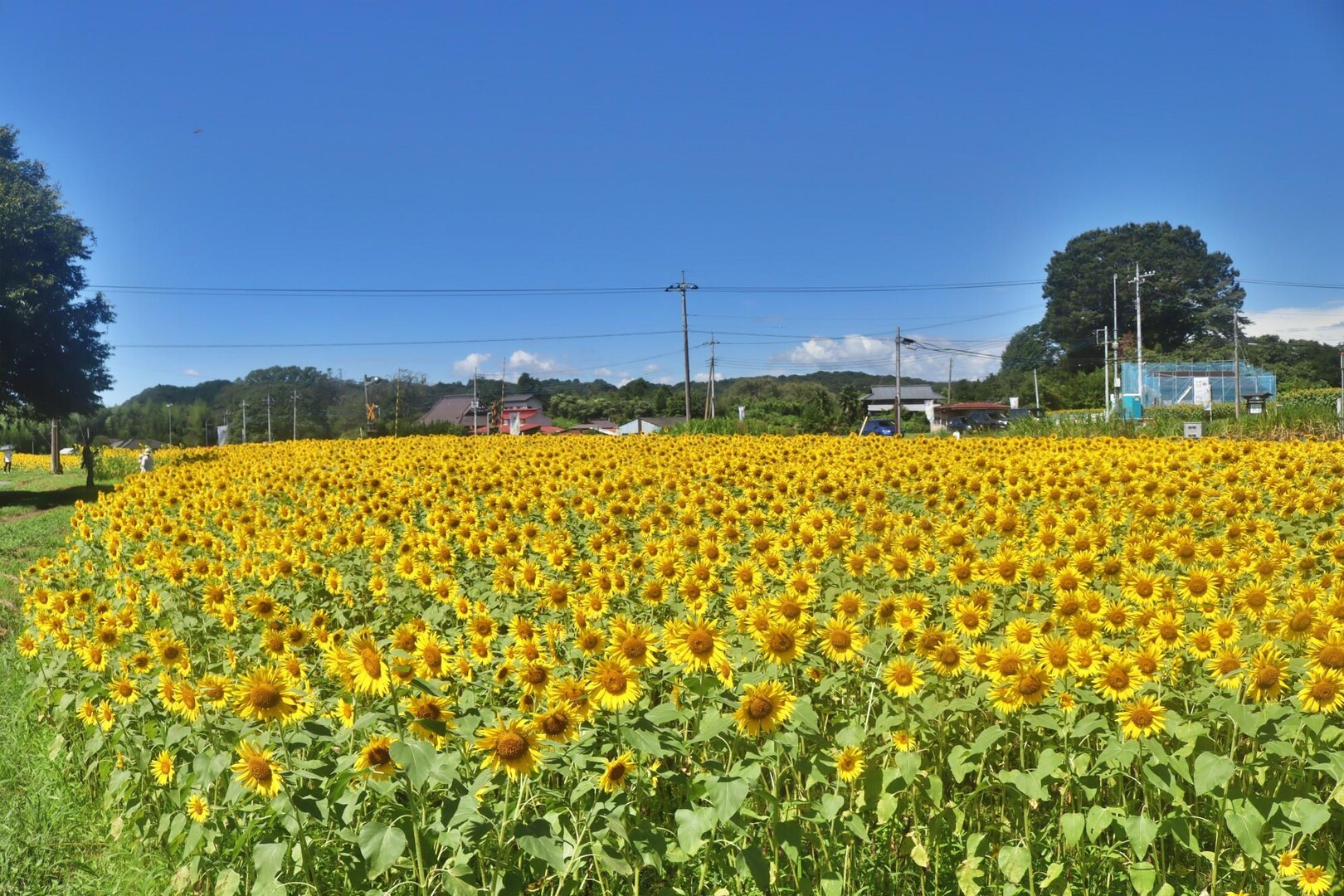 夏空と向日葵とアキュム」# 那須烏... / t-yanさんのモーメント | YAMAP / ヤマップ