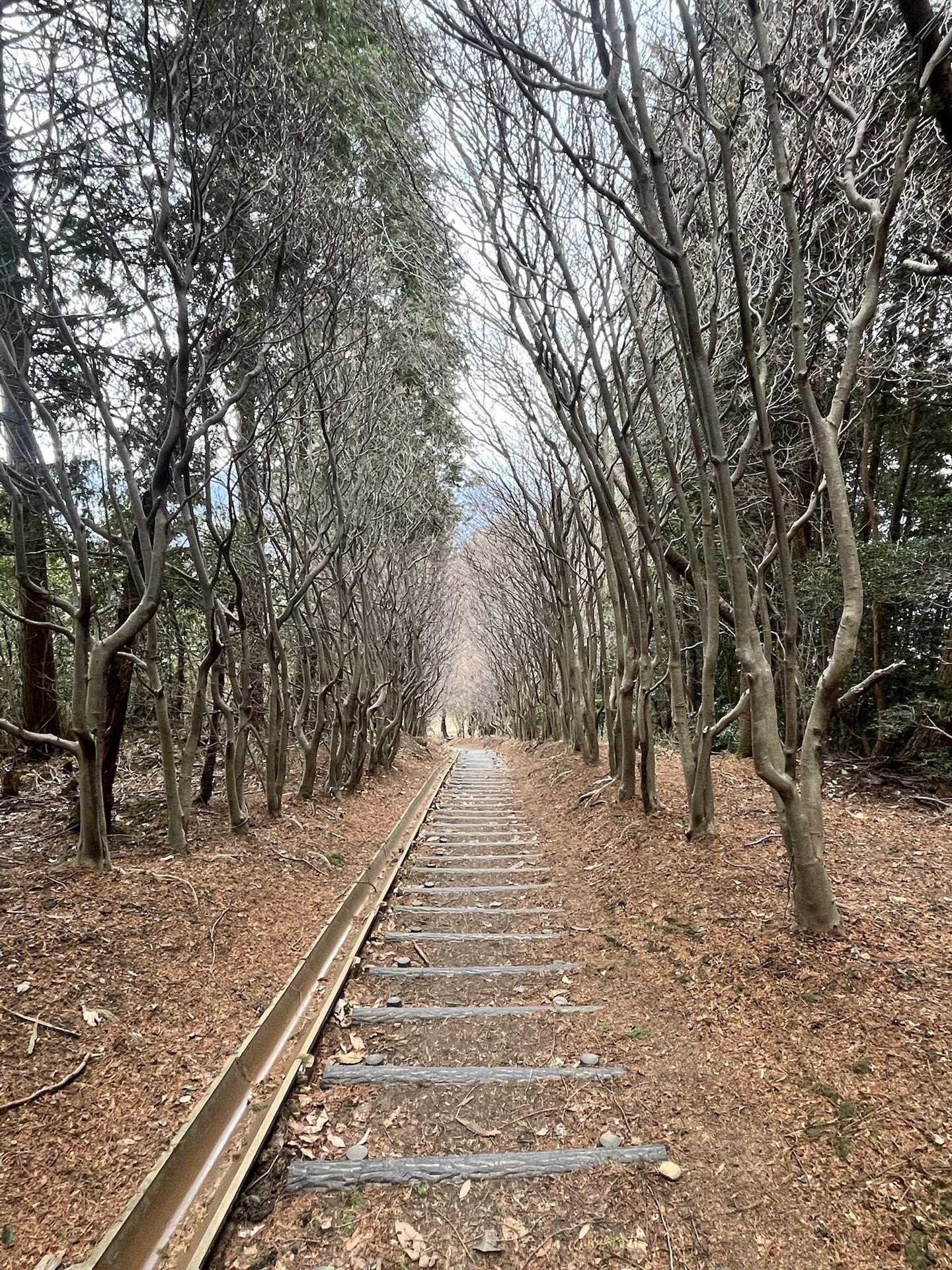 蛇円山 / YUKAさんの蛇円山・京ノ上山の活動データ | YAMAP / ヤマップ