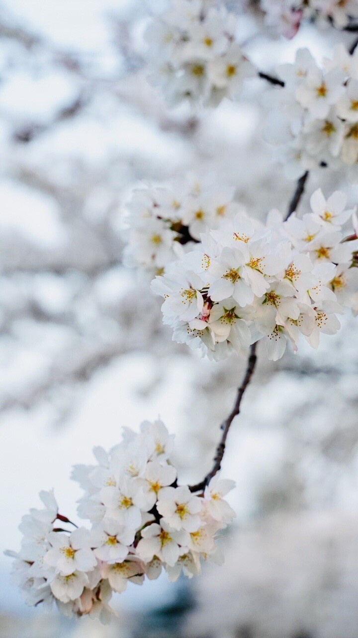 朝から桜 昼に桜 夕もまた桜 酔っても桜... / tataさんのモーメント | YAMAP / ヤマップ