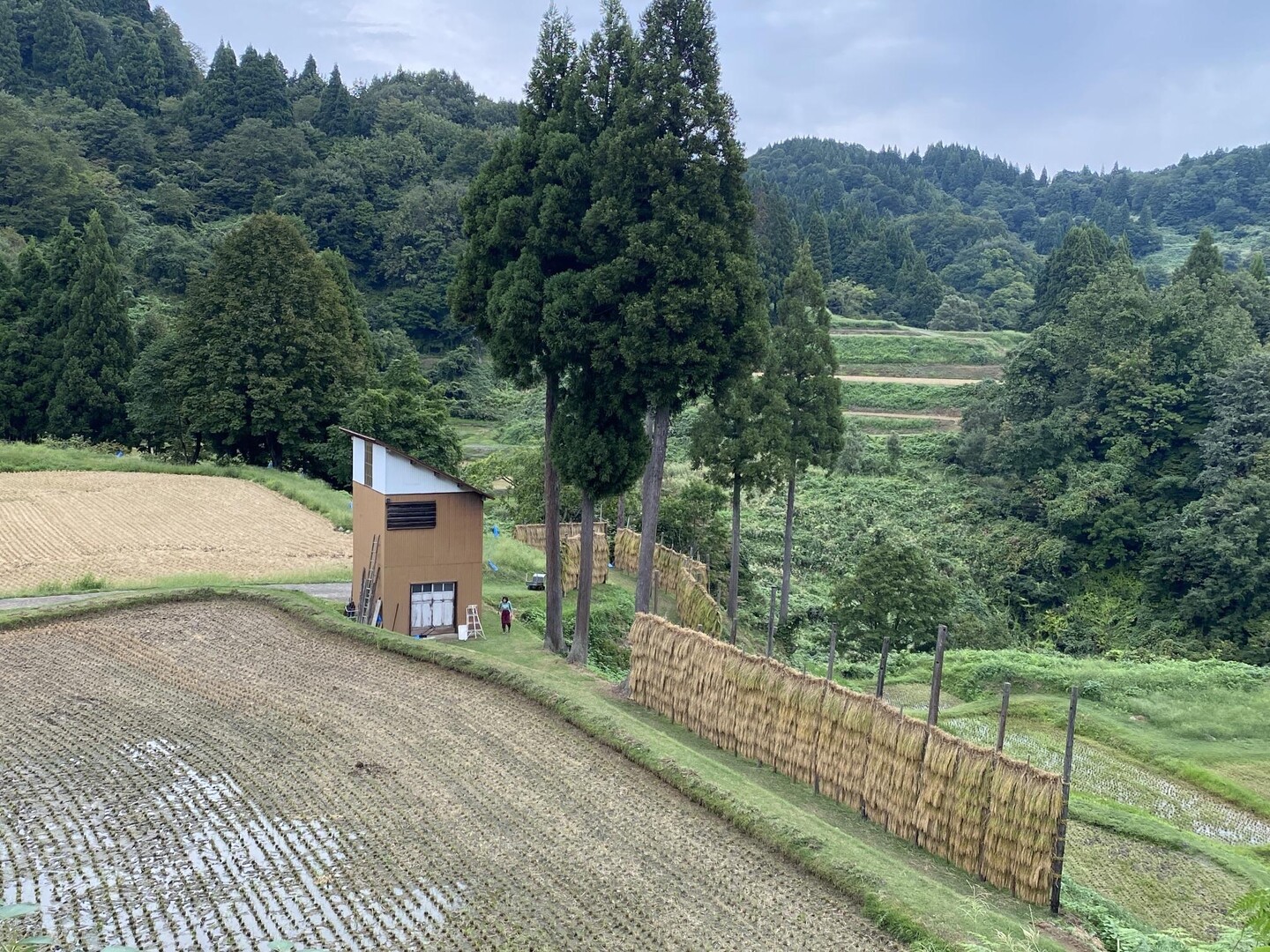 刈羽黒姫山山麓で稲刈り / mtakoさんのモーメント | YAMAP / ヤマップ