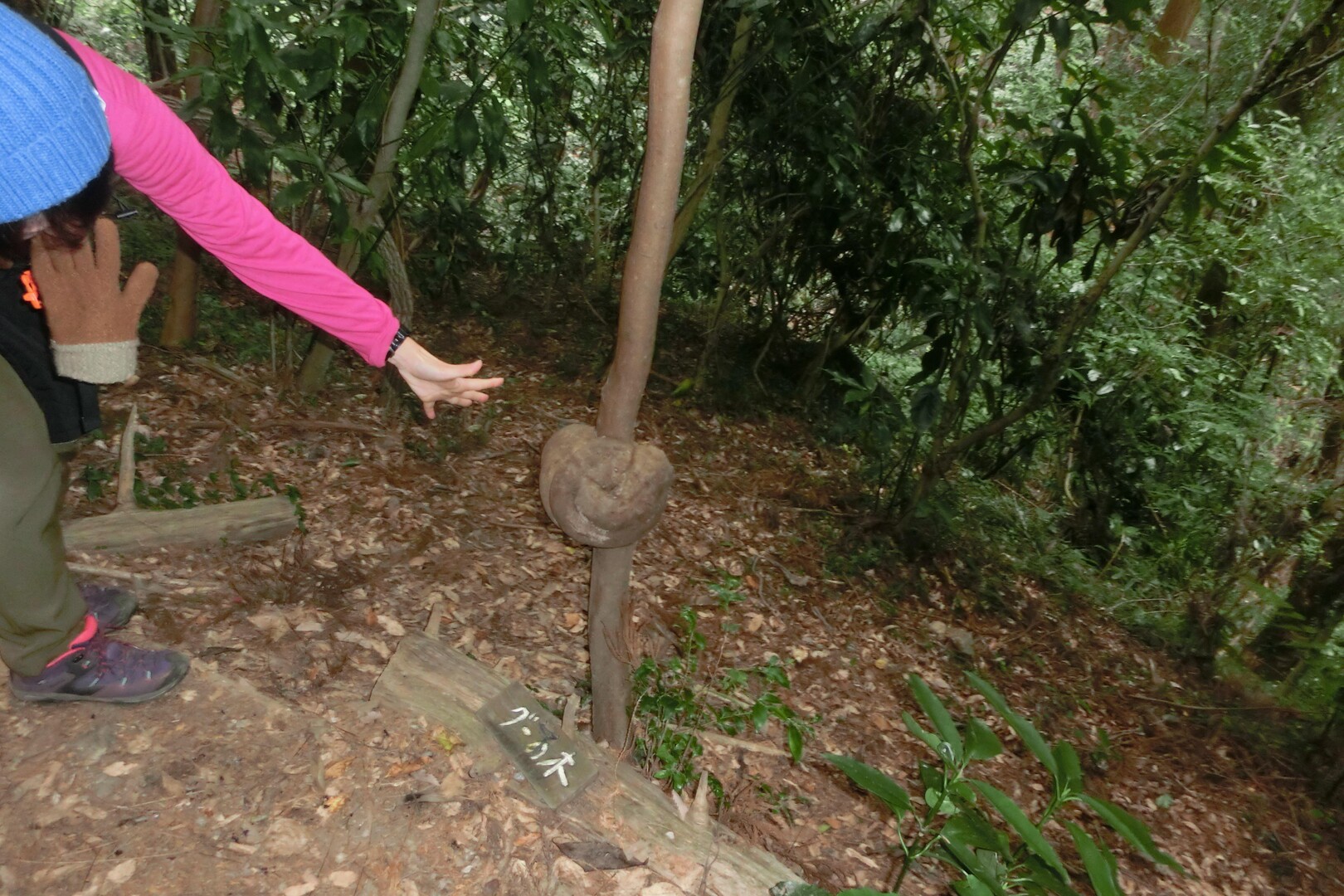 みんなでハイキング小町山 / syo(ummagumma)さんの宝篋山・富岡山の活動データ | YAMAP / ヤマップ