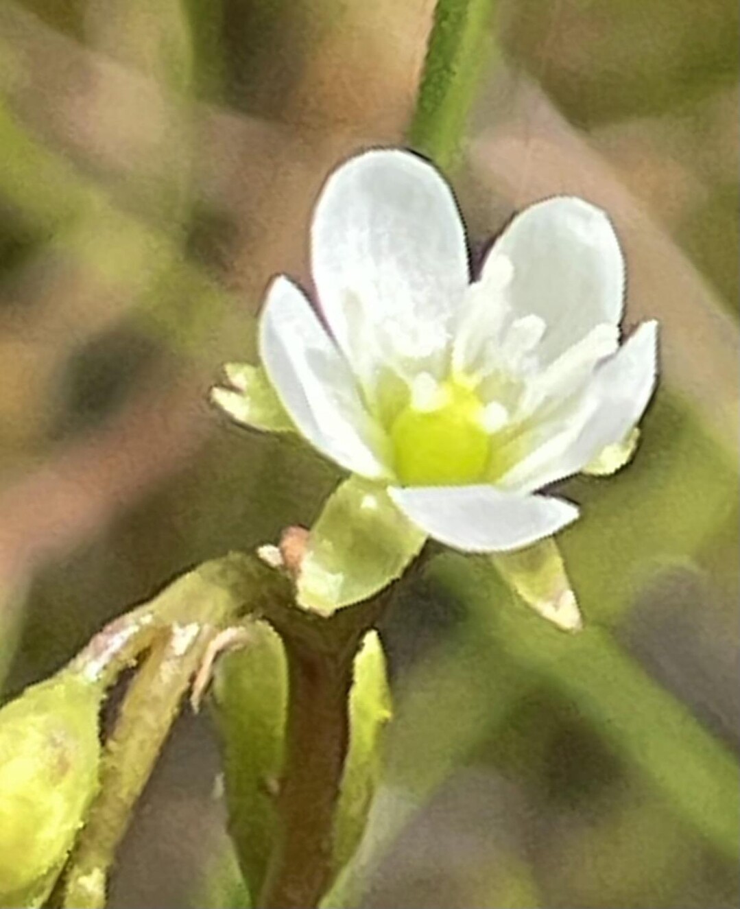 「段ヶ峰・フトウガ峰」夏の花探しで嬉しい出会い😊 / kei.keiさんの段ヶ峰・笠杉山・千町ヶ峰の活動日記 | YAMAP / ヤマップ