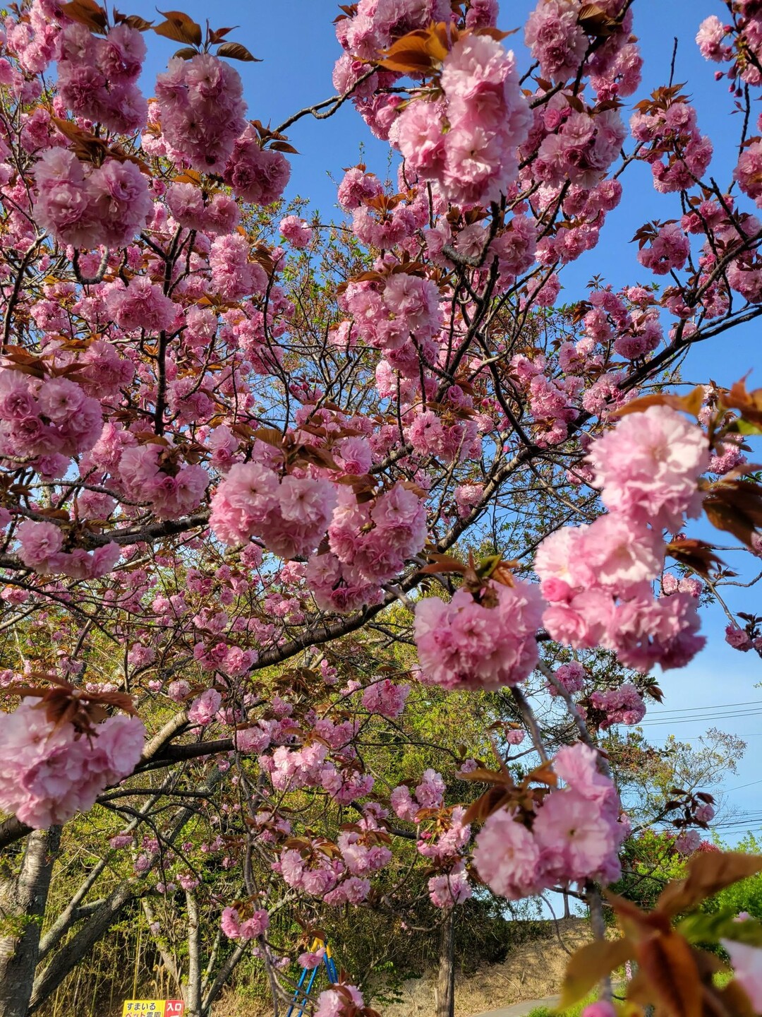 霞む夕景ラン🏃‍♂️⑭ / baseさんのランニングの活動データ | YAMAP / ヤマップ