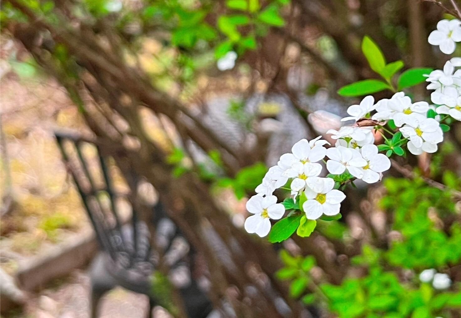 今朝は雨☔️ タラの木に“タラの芽“... / kazさんのモーメント | YAMAP / ヤマップ