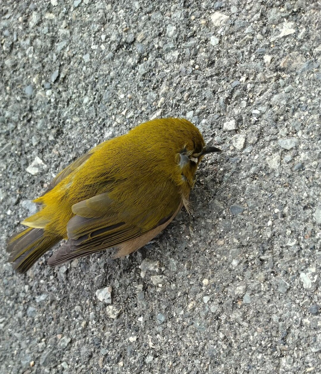 仕事中、外に出るとメジロがぐったりしてる... / konbuさんのモーメント | YAMAP / ヤマップ