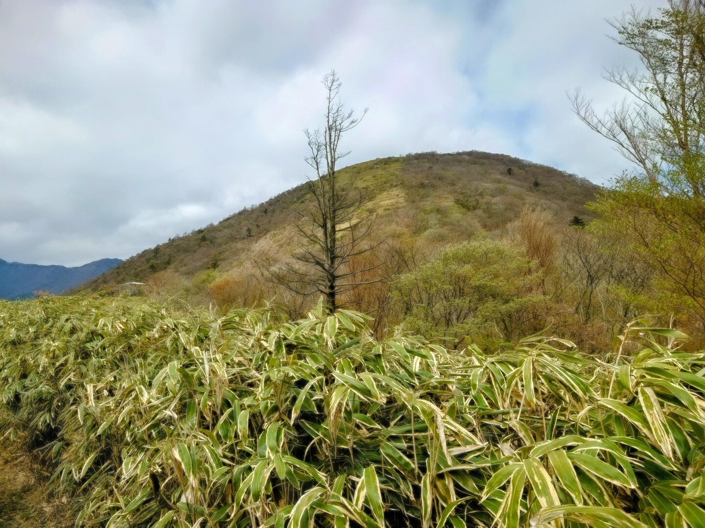 黒毛和牛と竜ヶ岳 / Kawaharaさんの毛無山・雨ヶ岳・竜ヶ岳の活動データ | YAMAP / ヤマップ