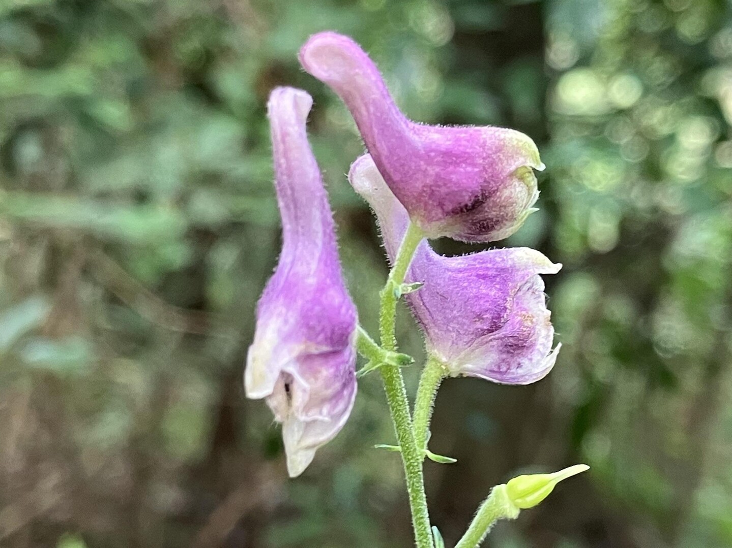 井原山 / nanaさんの雷山・井原山の活動日記 | YAMAP / ヤマップ