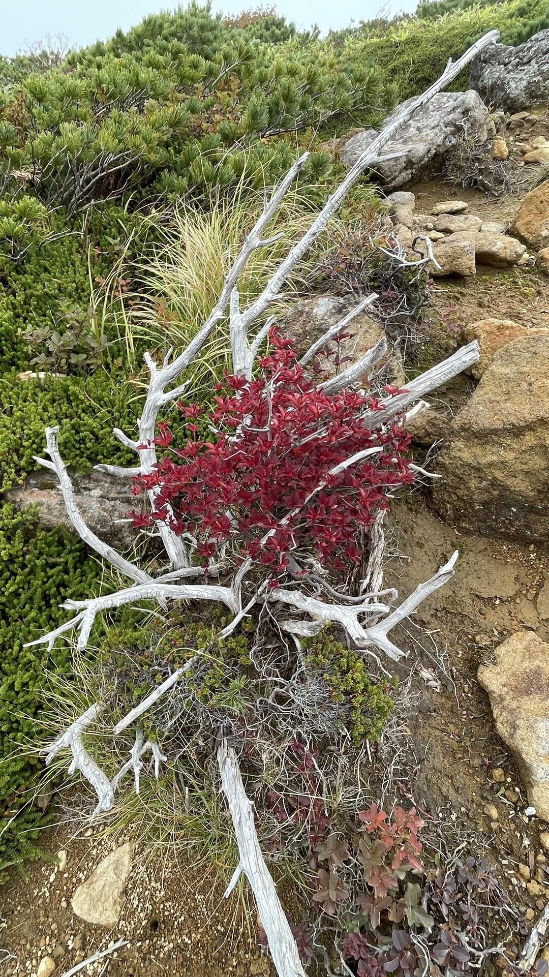 マウントジーンズ🚡から〜のんびり三本槍岳 / chi-zuさんの茶臼岳（那須岳）・三本槍岳・赤面山の活動データ | YAMAP / ヤマップ
