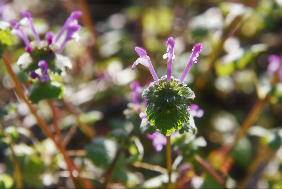 大龍寺-祐泉寺 往復コースの地図・登山ルート・登山口情報 | YAMAP / ヤマップ